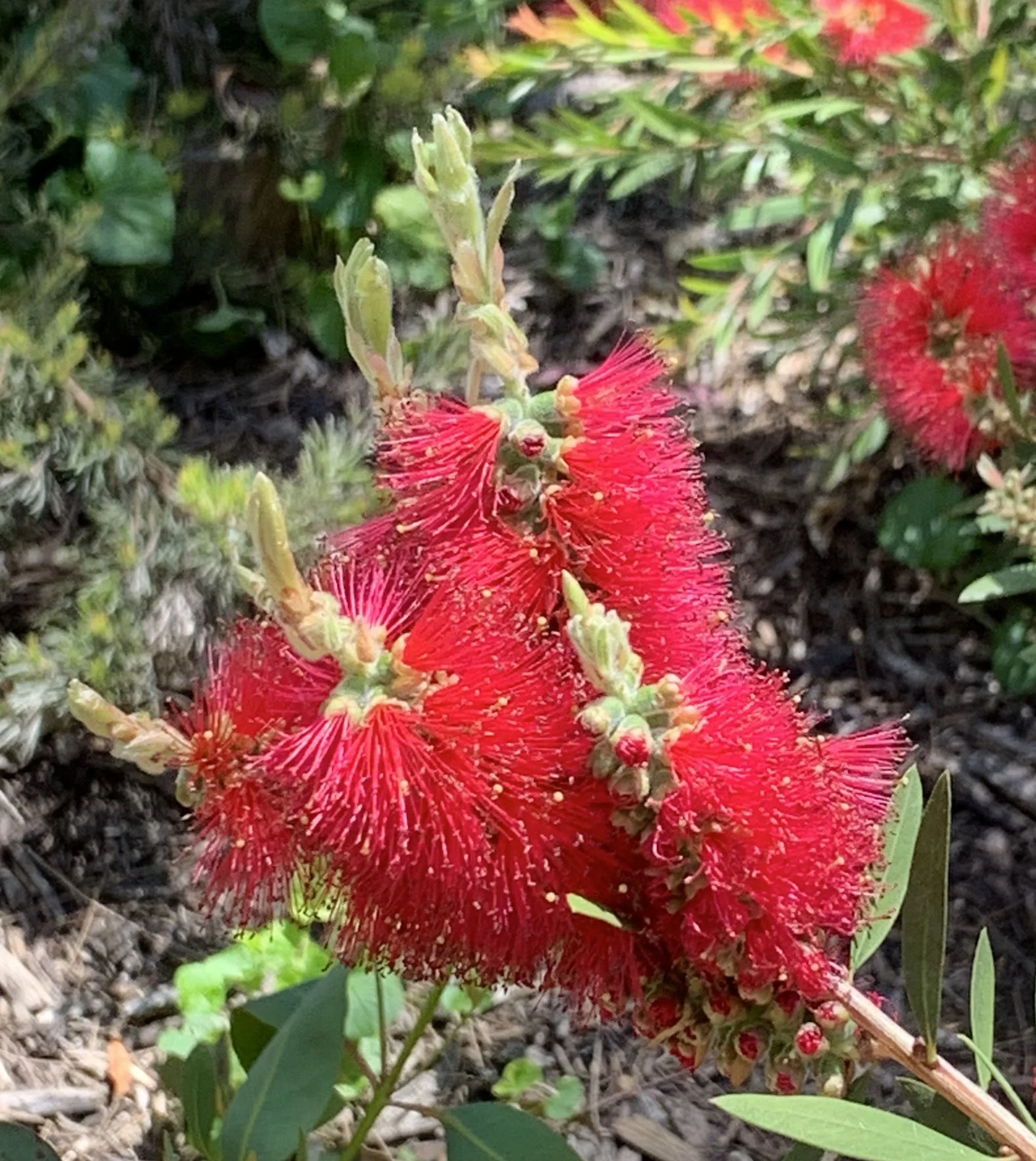 Callistemons — Walcott Garden