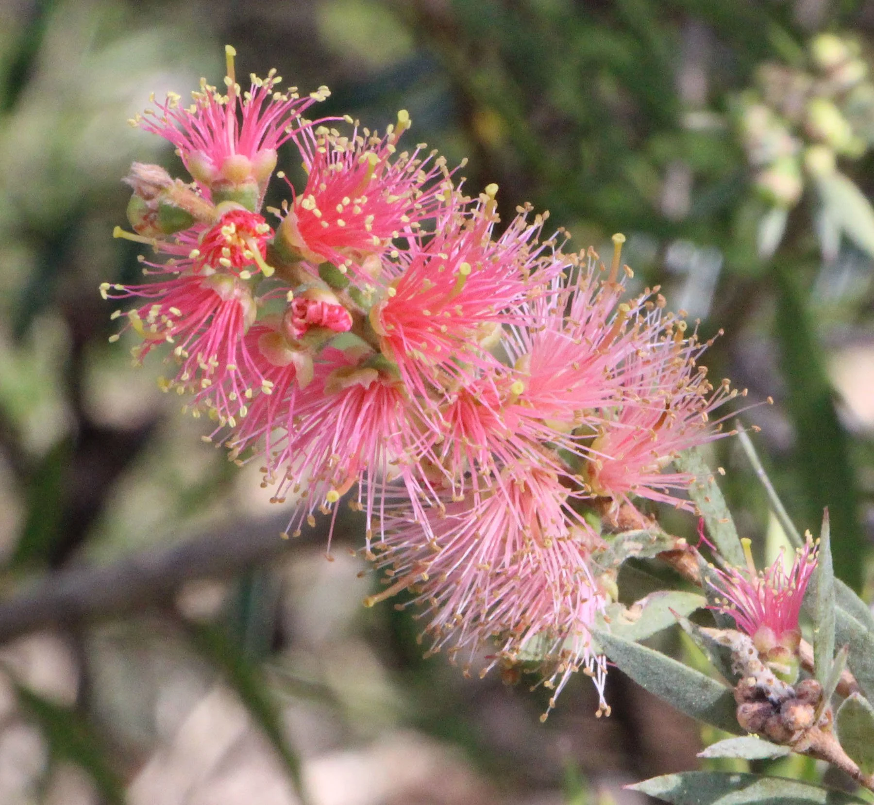 Callistemons — Walcott Garden