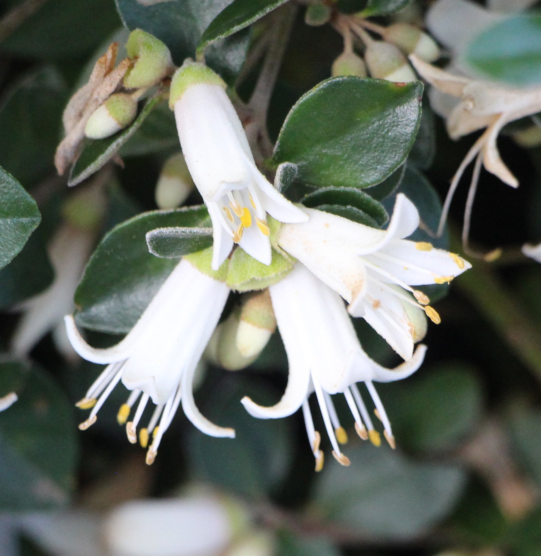 Correas — Walcott Garden