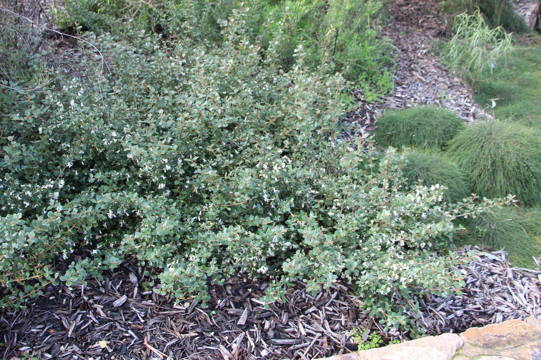 Correas — Walcott Garden