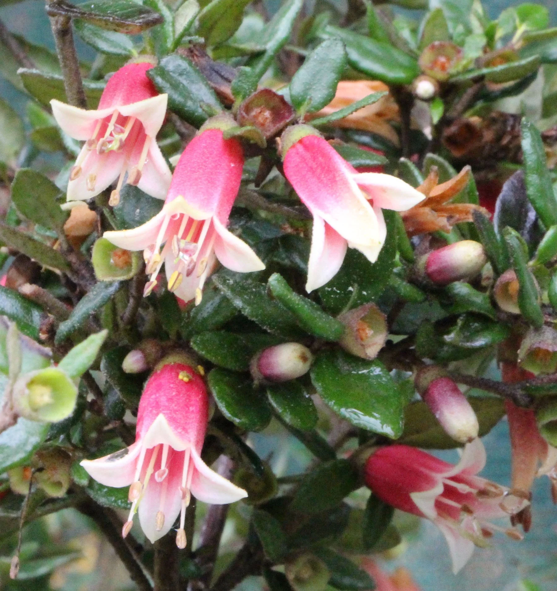 Correas — Walcott Garden