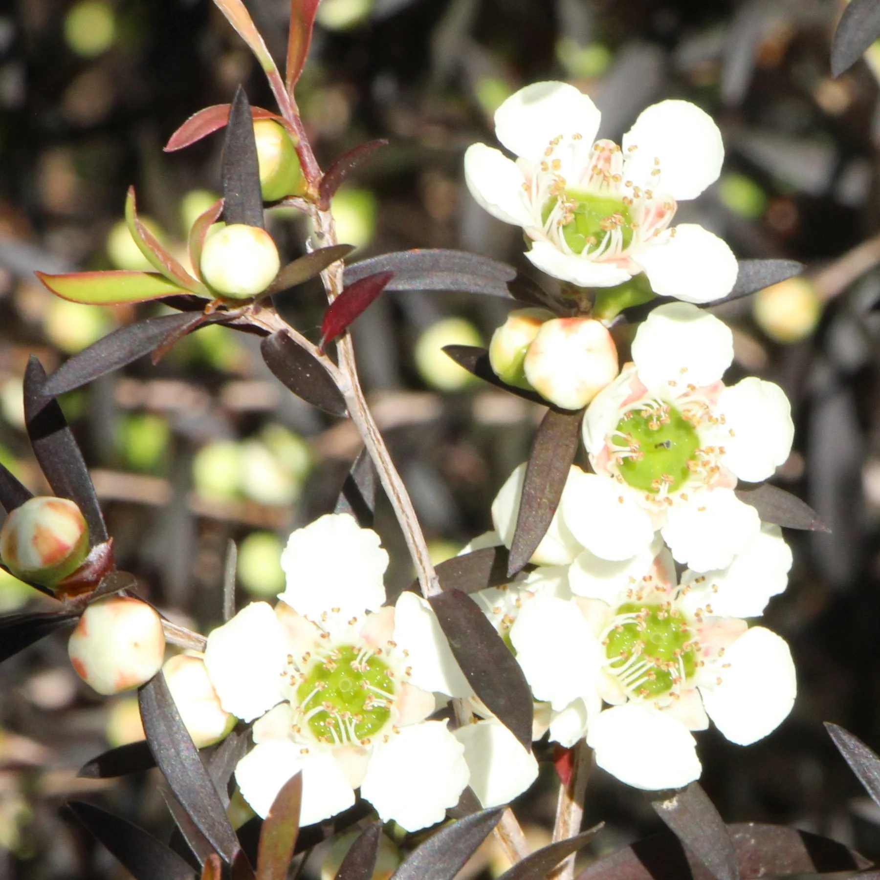 Leptospermums — Walcott Garden