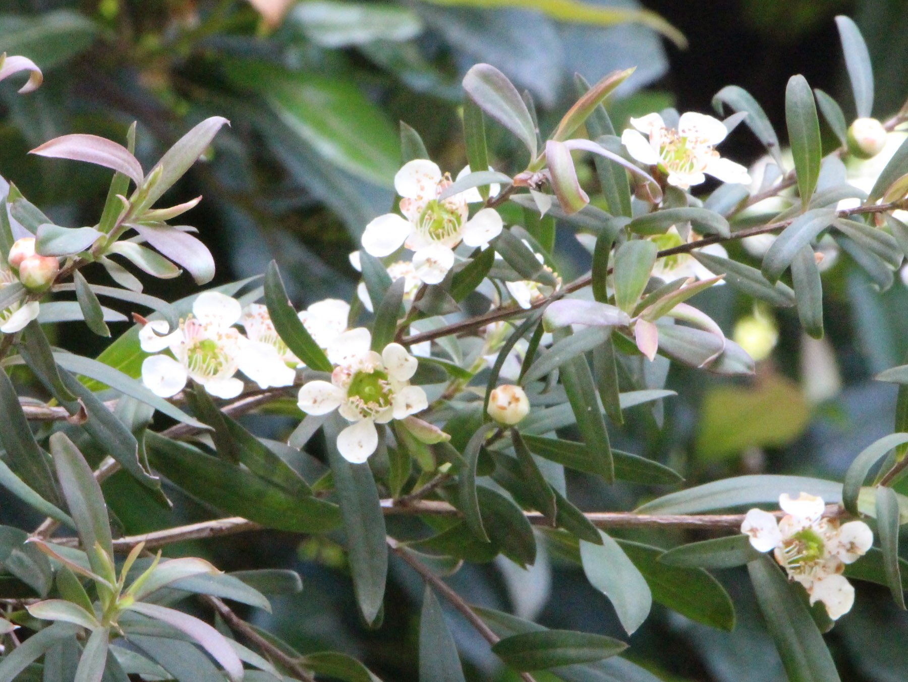 Leptospermums — Walcott Garden