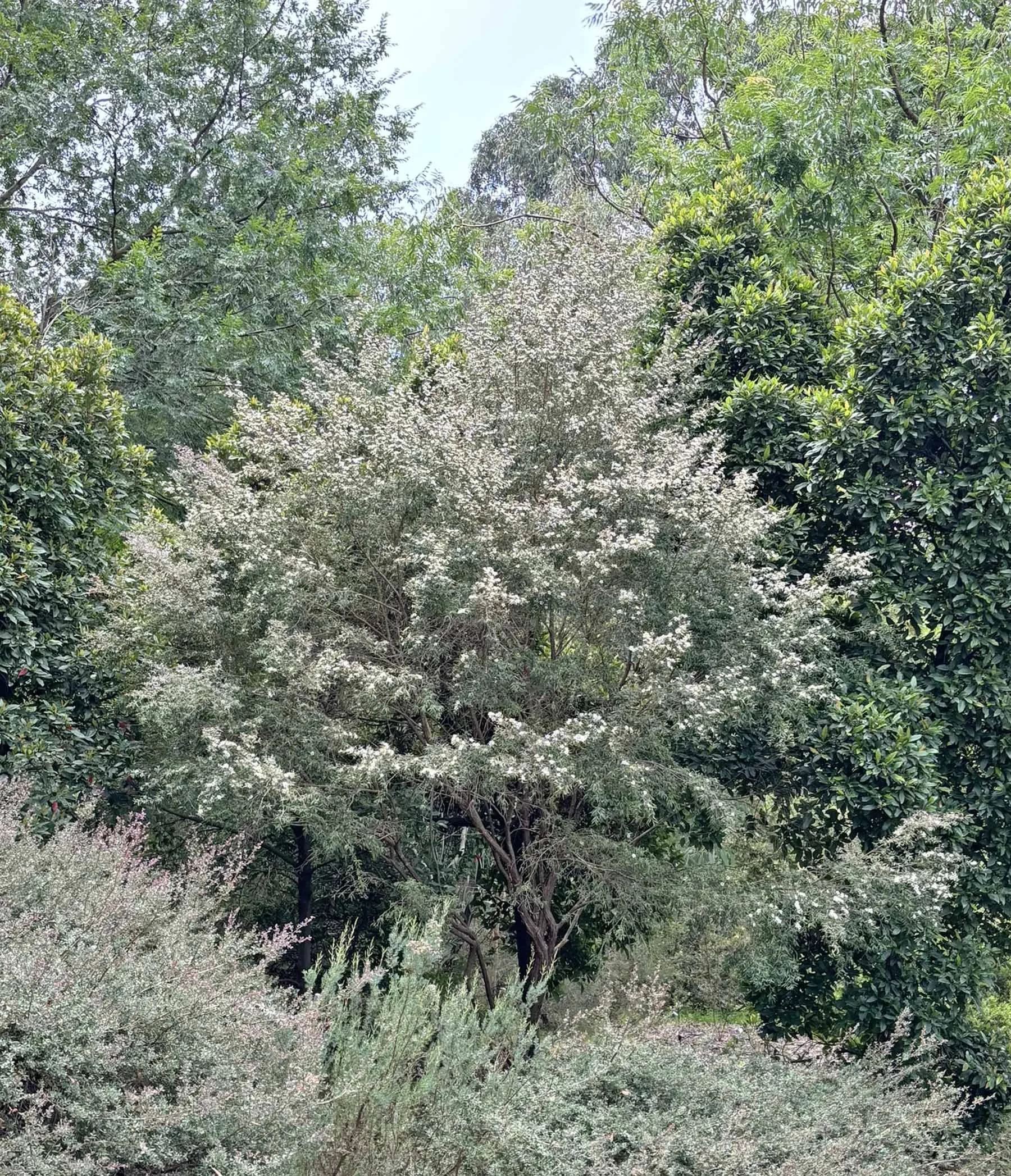 Leptospermums — Walcott Garden