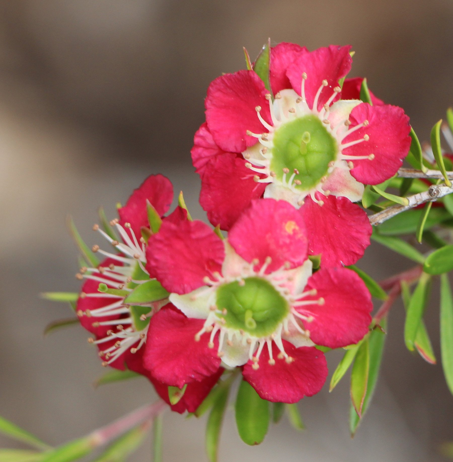 Leptospermums — Walcott Garden