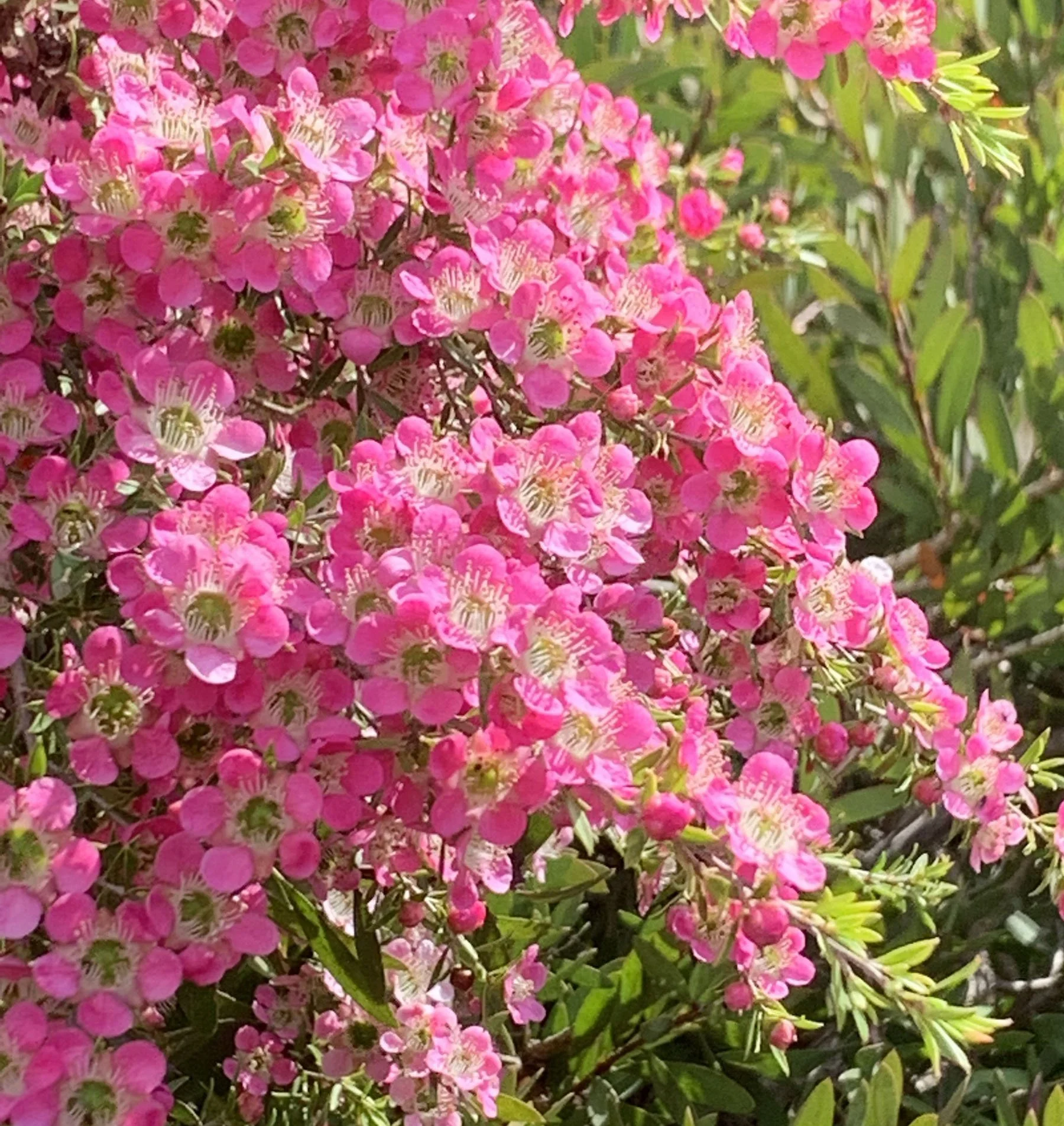 Leptospermums — Walcott Garden