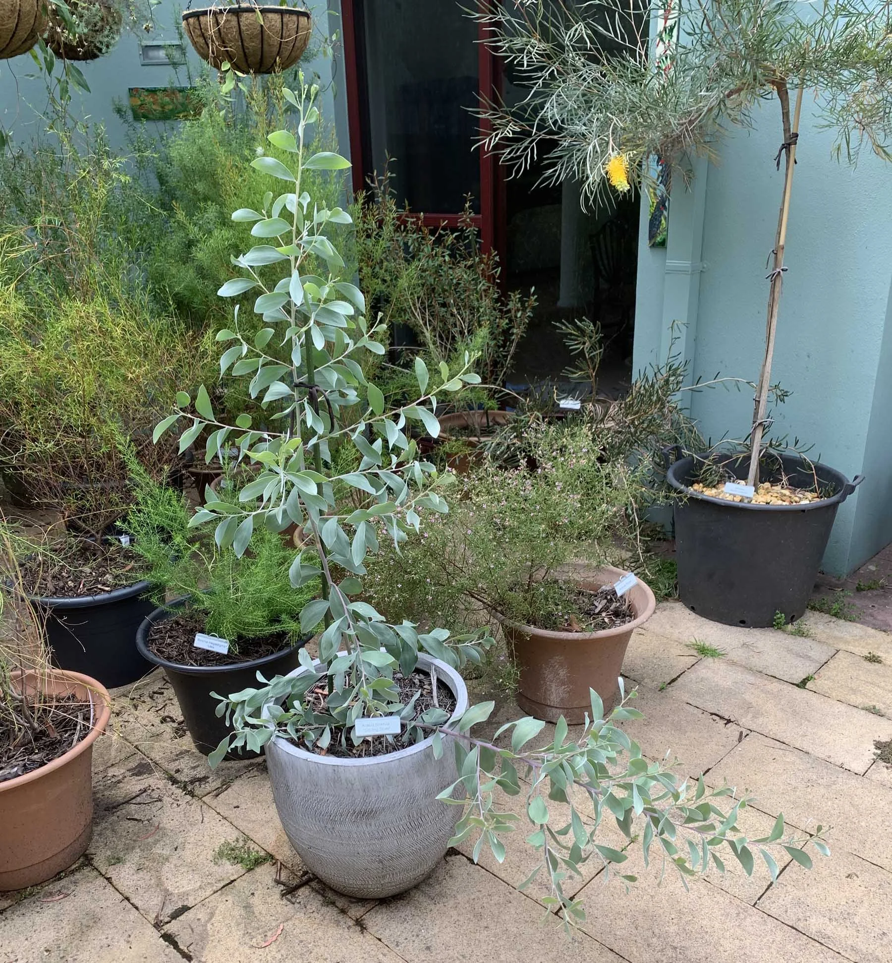 Plants in pots — Walcott Garden