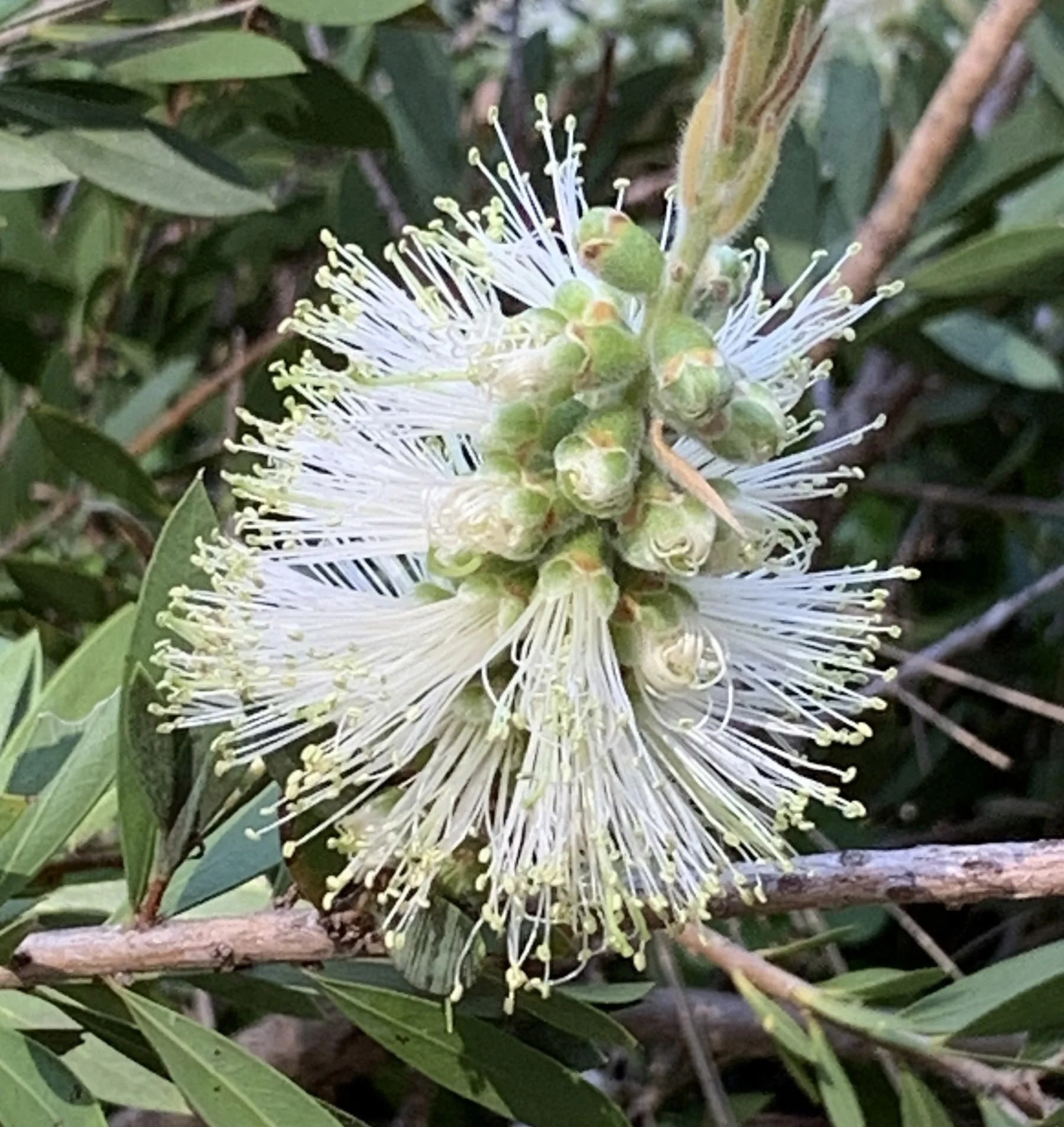 Callistemons — Walcott Garden