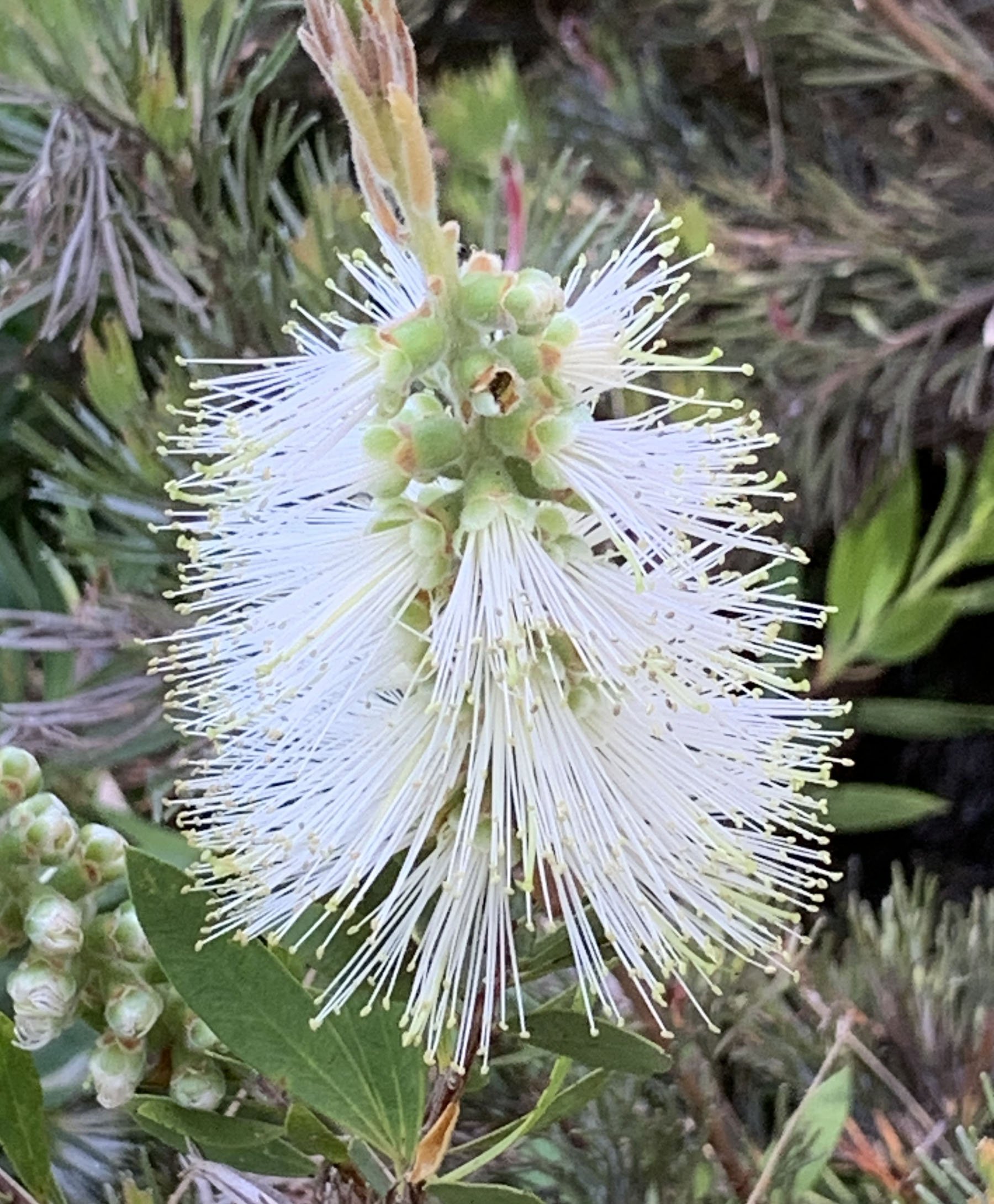 Callistemons — Walcott Garden