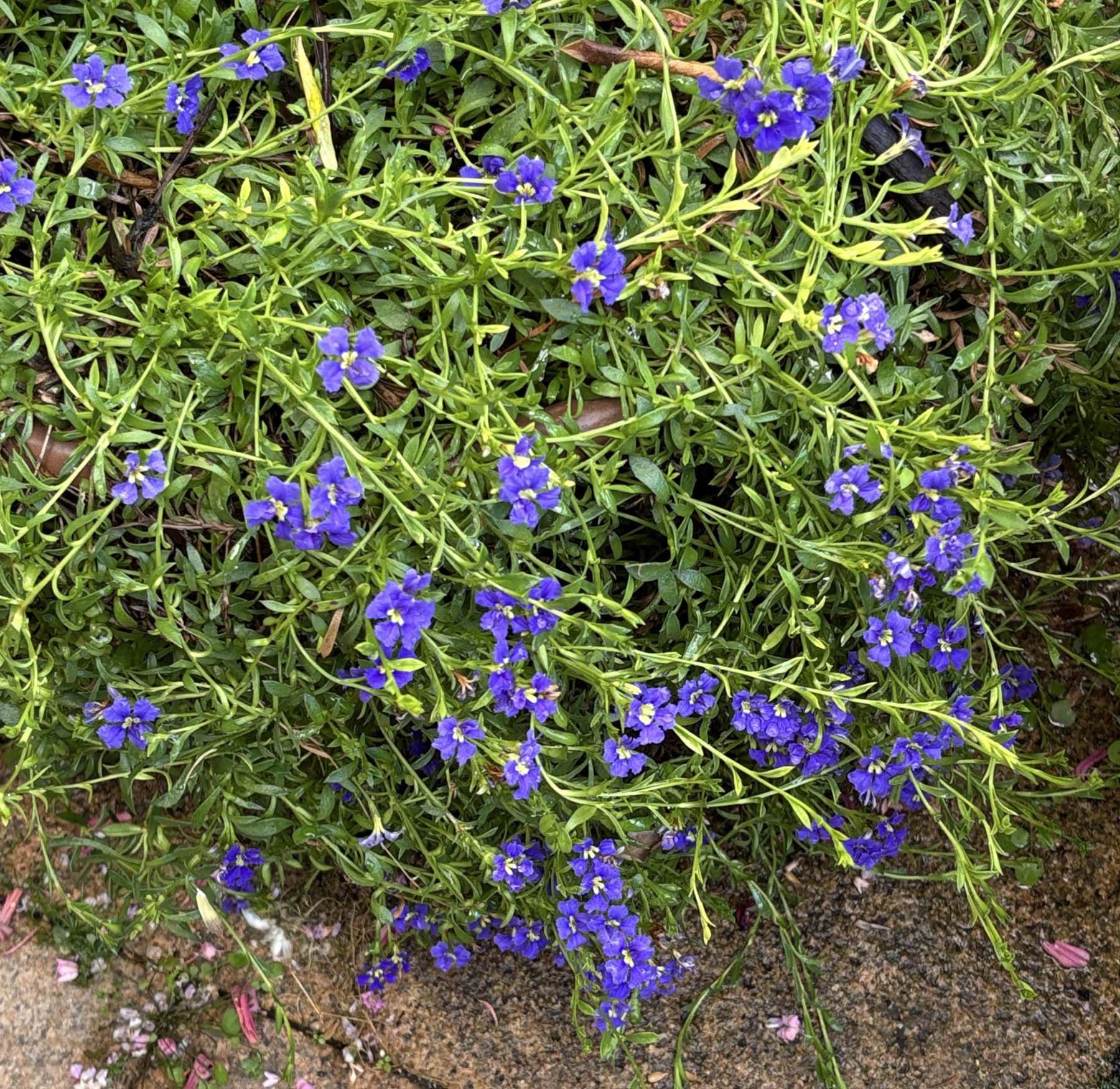 Plants in pots — Walcott Garden