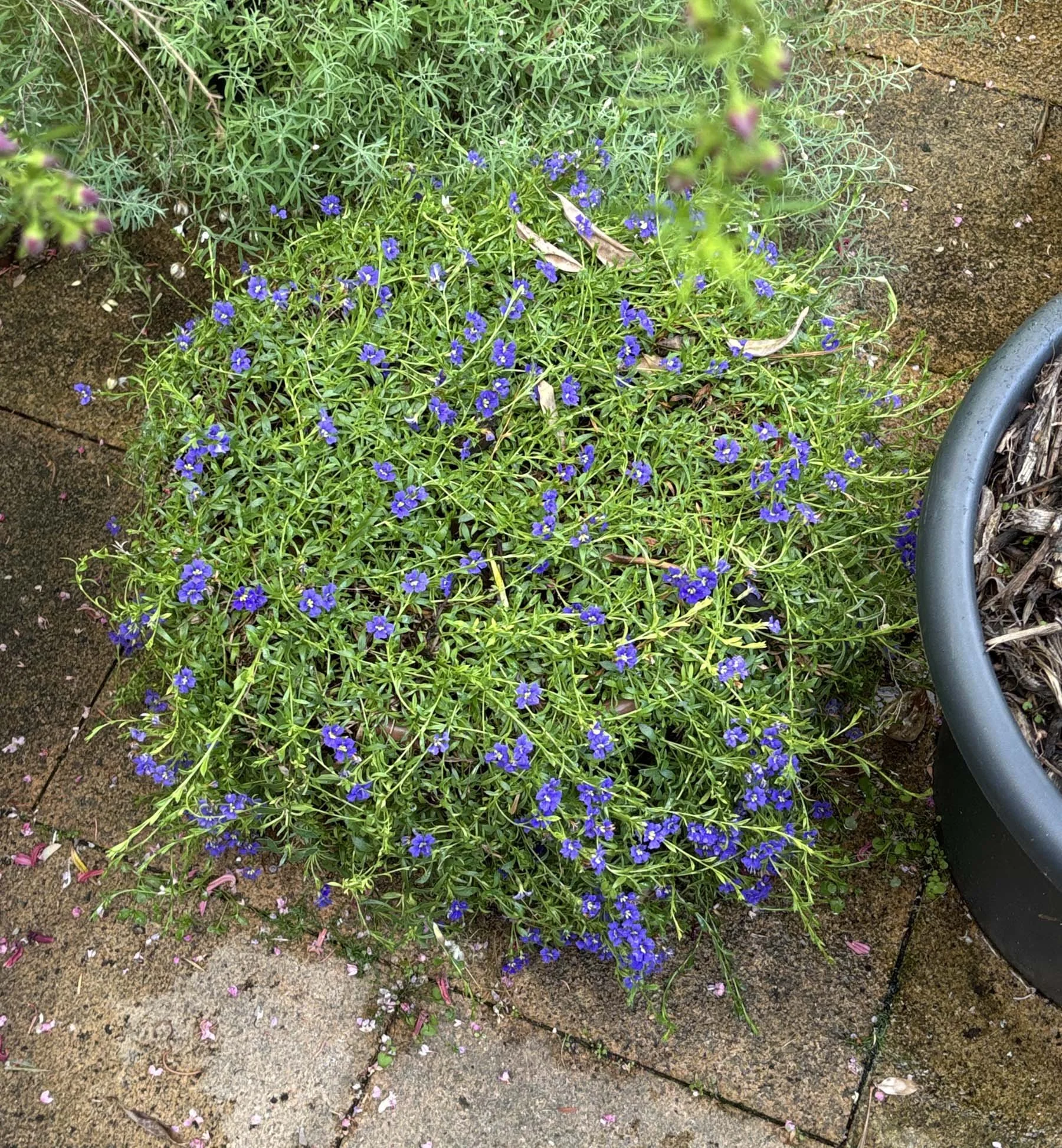 Plants in pots — Walcott Garden