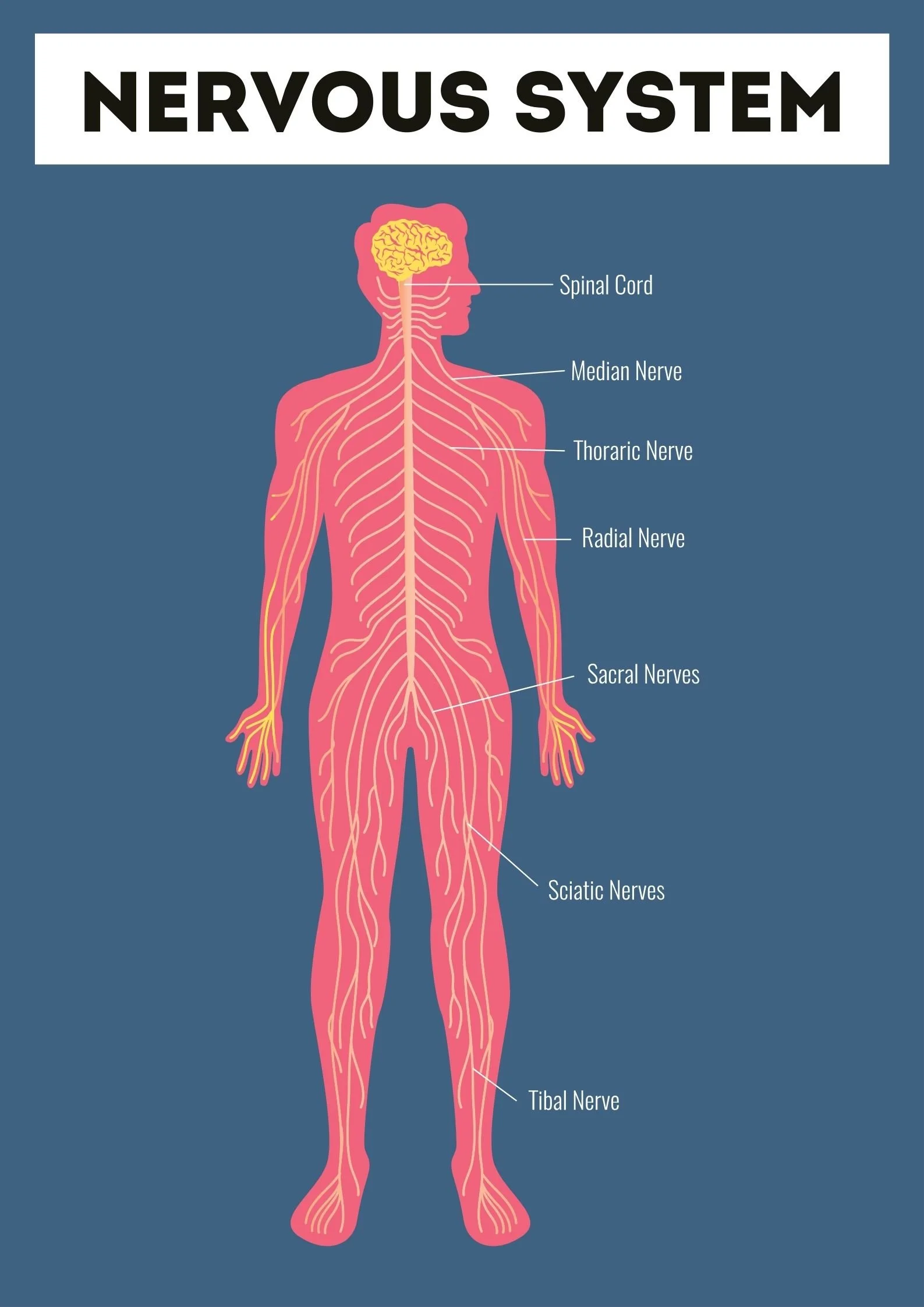 Mastering Success: The Power of Calming Your Nervous System — Goldney House