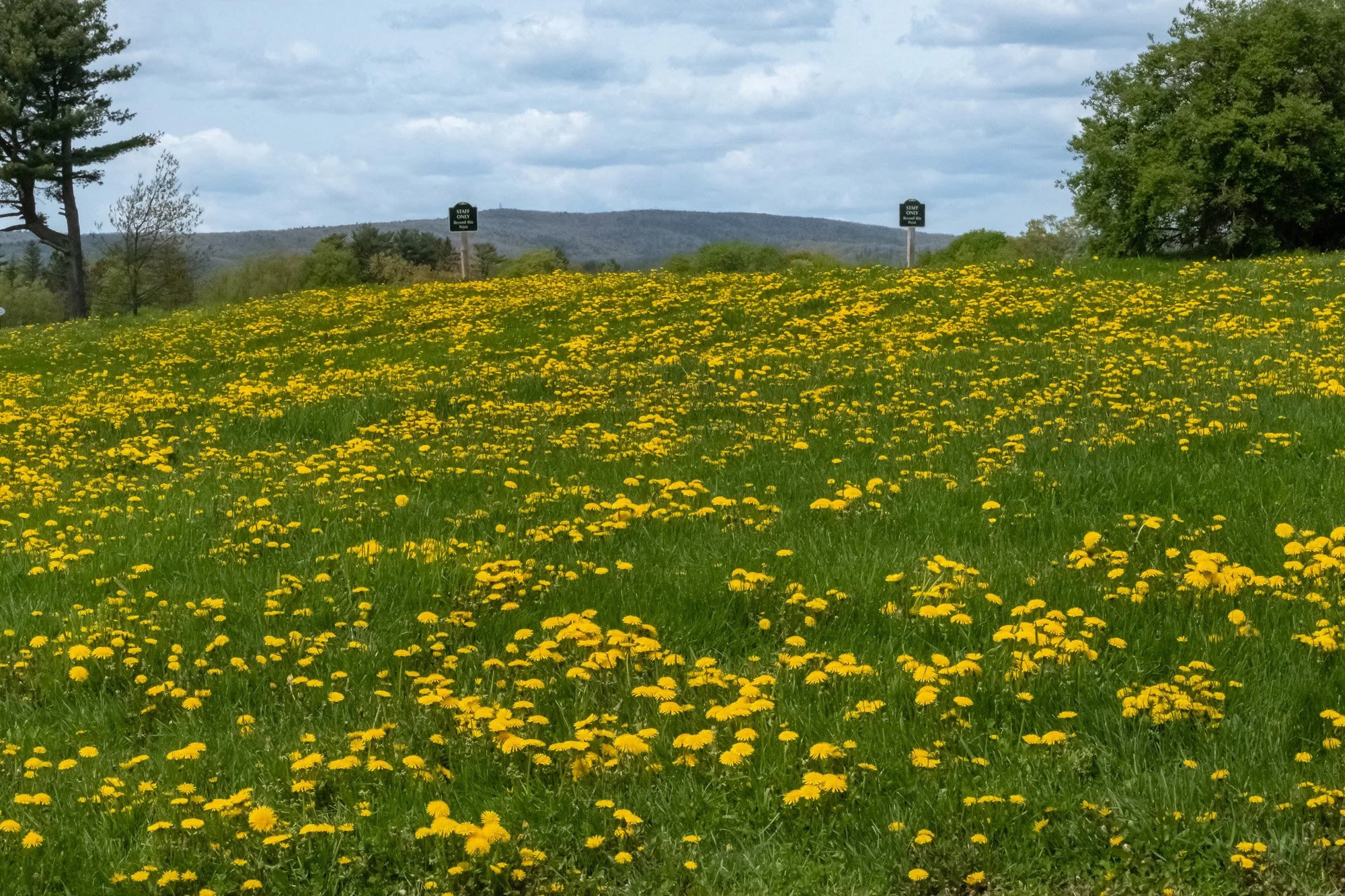 Rabbit Cross Breedingmating Best Information Guide