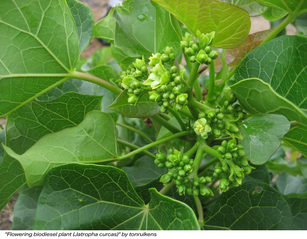 SPREAD AROUND THE WORLD — Center for Plants & Culture