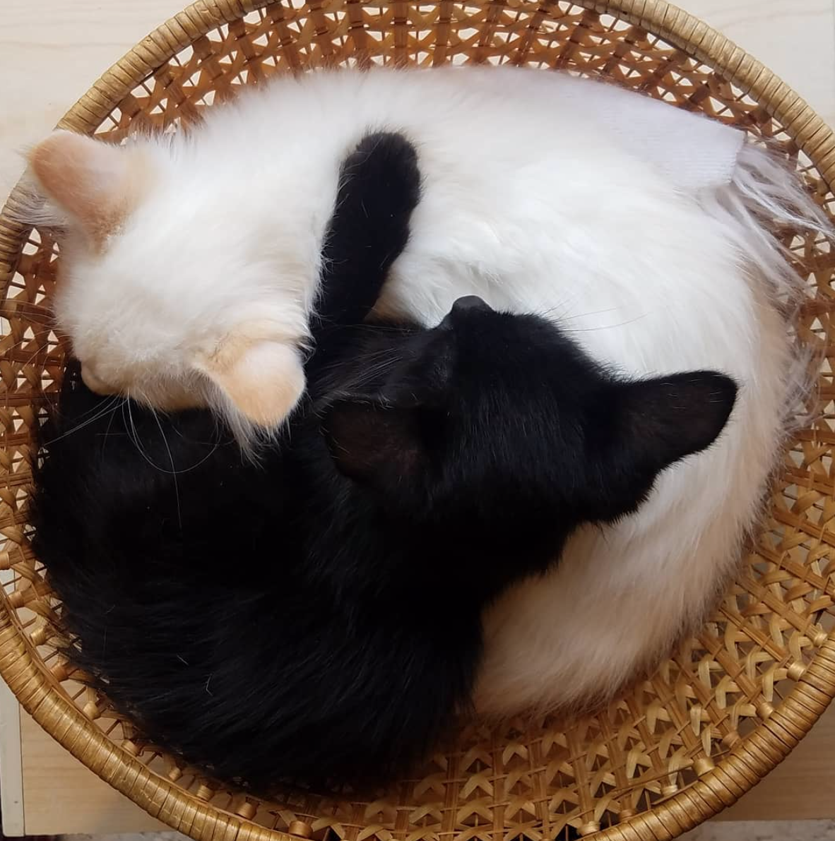 Denver Cat Rescue