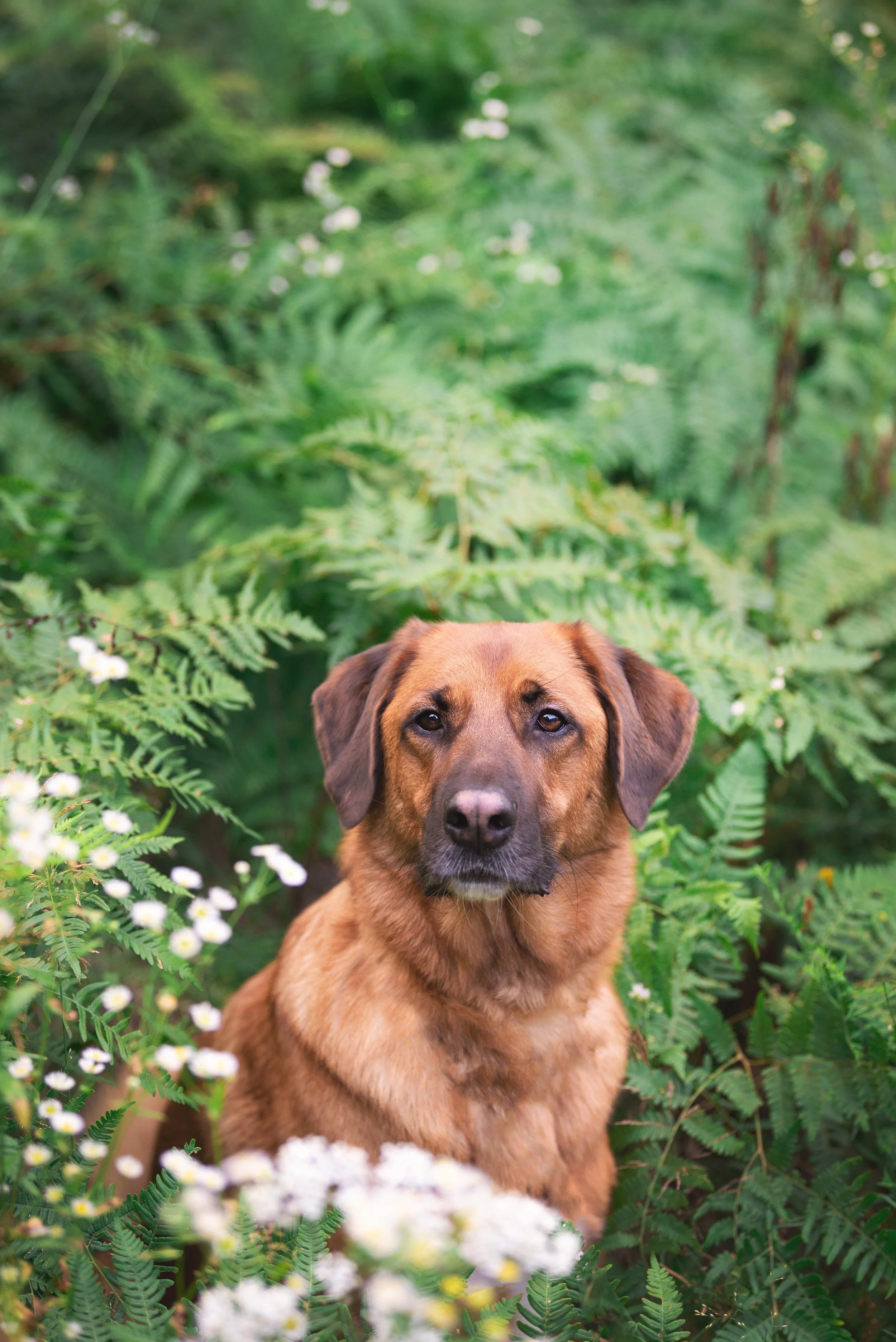 Northern Tails Pet Photography