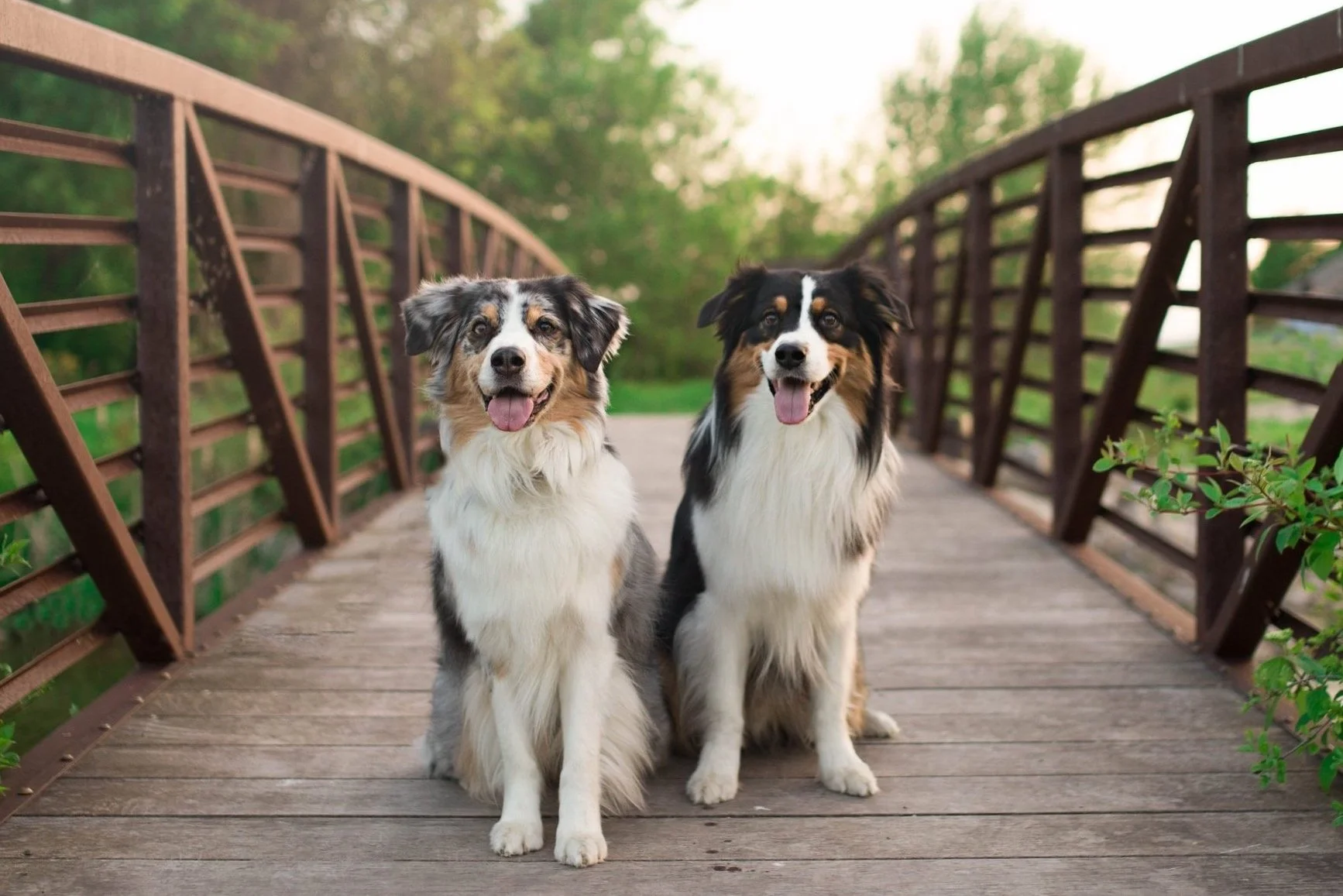 Northern Tails Pet Photography