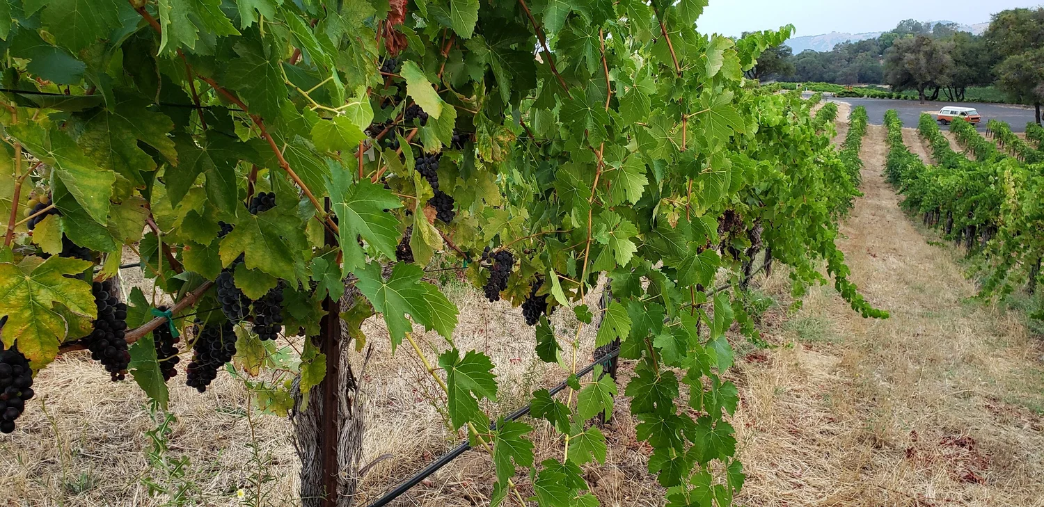 Riddle Wines