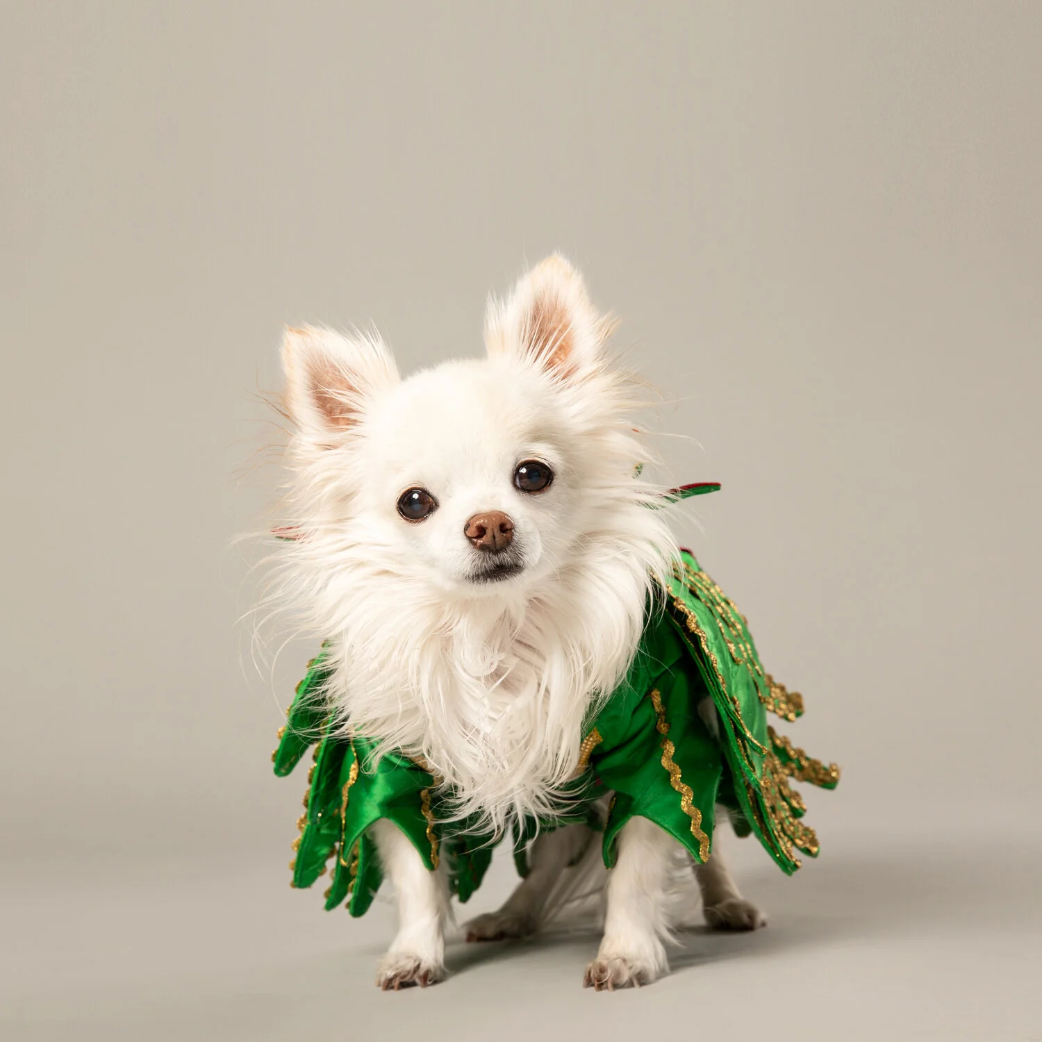 Piff Live in Your Home