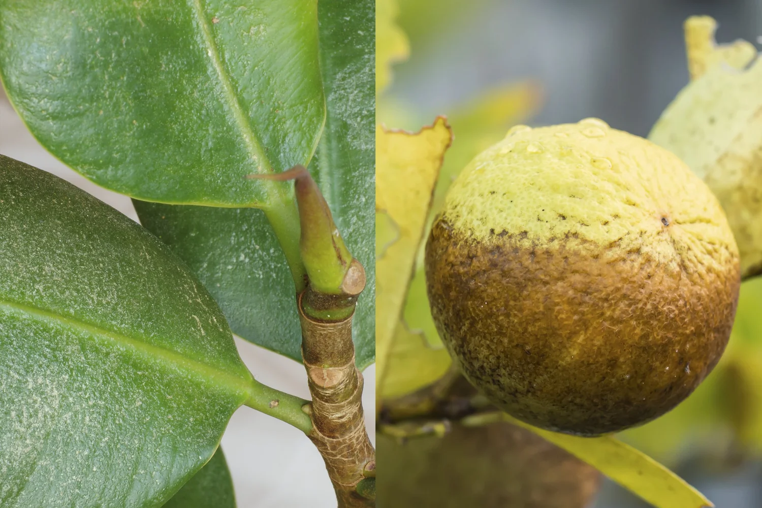 How to Get Rid of Thrips in the Garden! — Sunflower Rich - Your Garden Guru