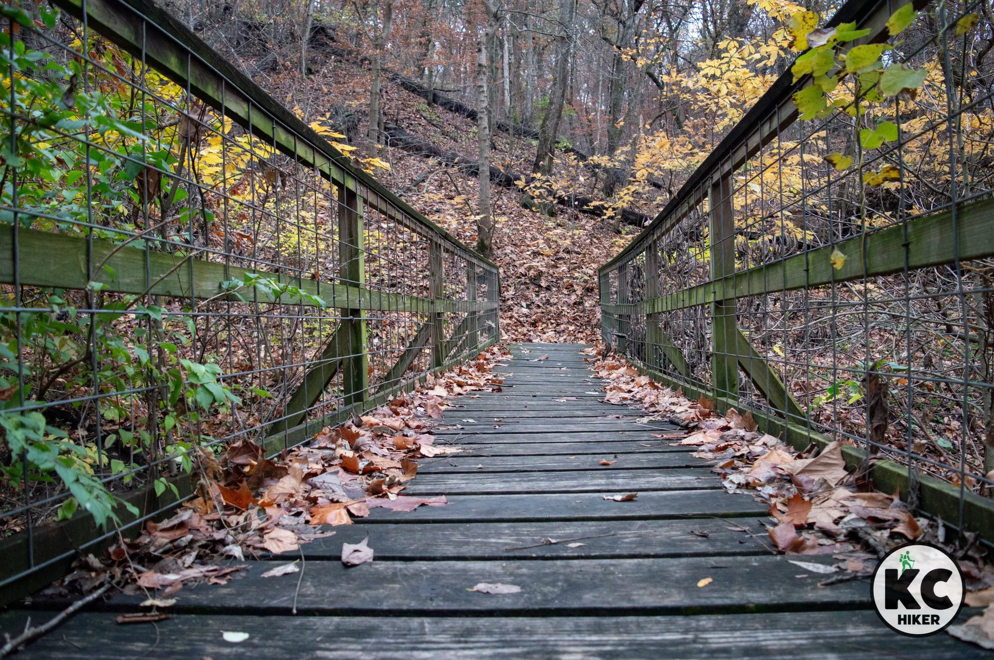 Explore native hardwood forest at Bluffwoods Conservation Area - KC Hiker