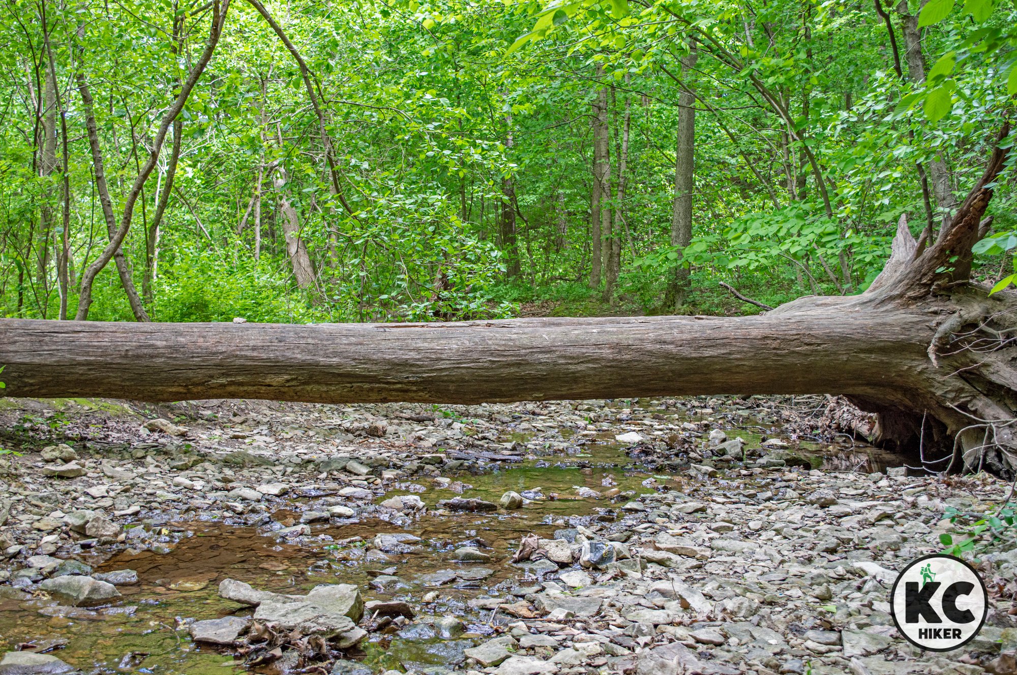 Maple Woods Natural Area Preserves Old-Growth Forest in KC’s Northland ...