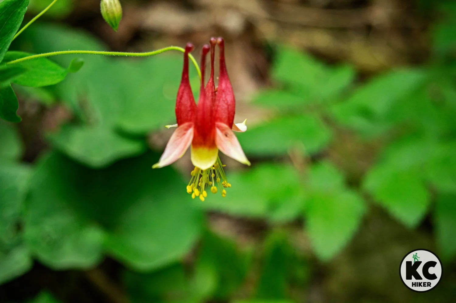Explore Rocky Bluffs on the River Bluff Nature Trail - KC Hiker