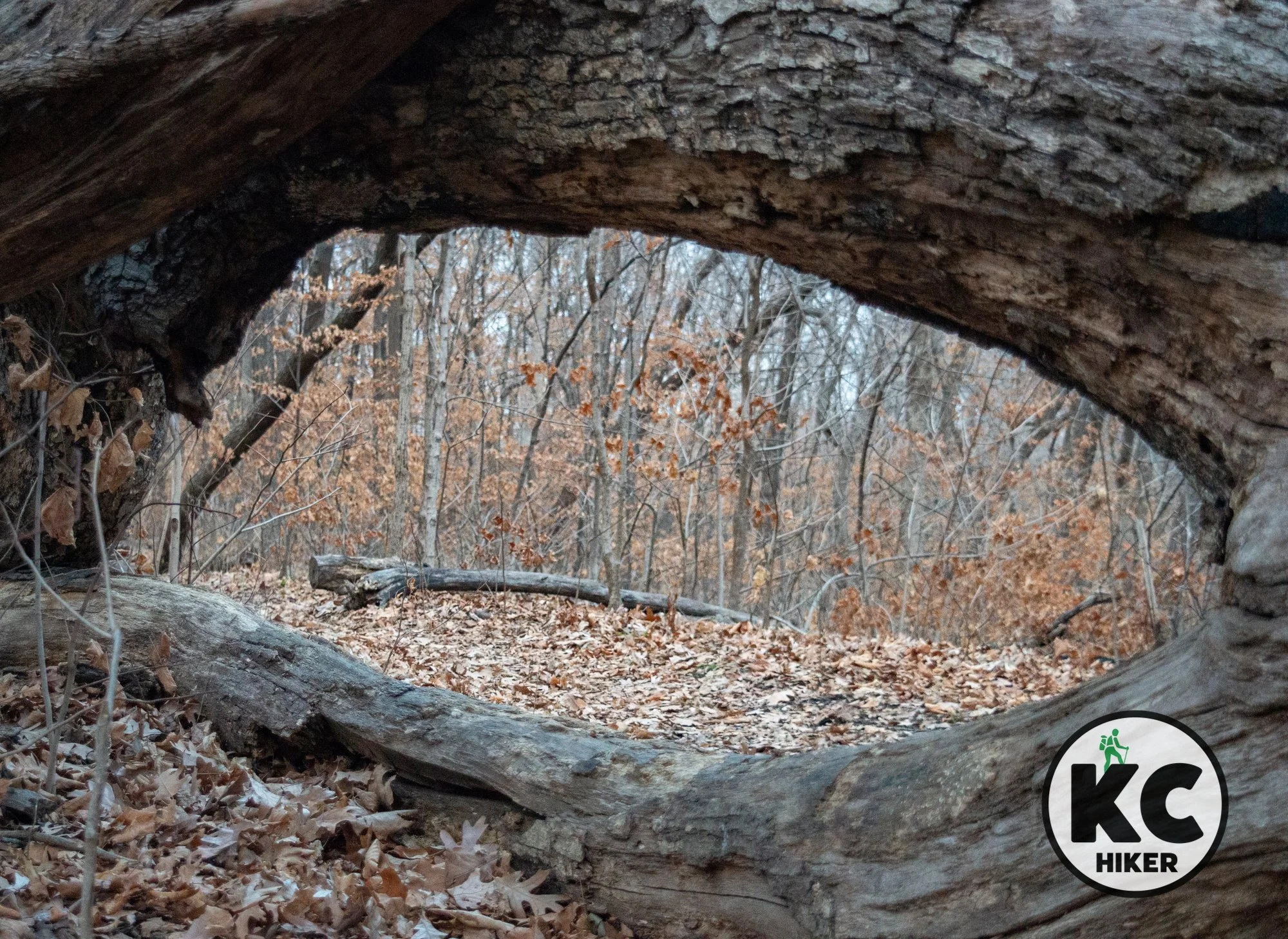 Maple Woods Natural Area Preserves Old-Growth Forest in KC’s Northland ...