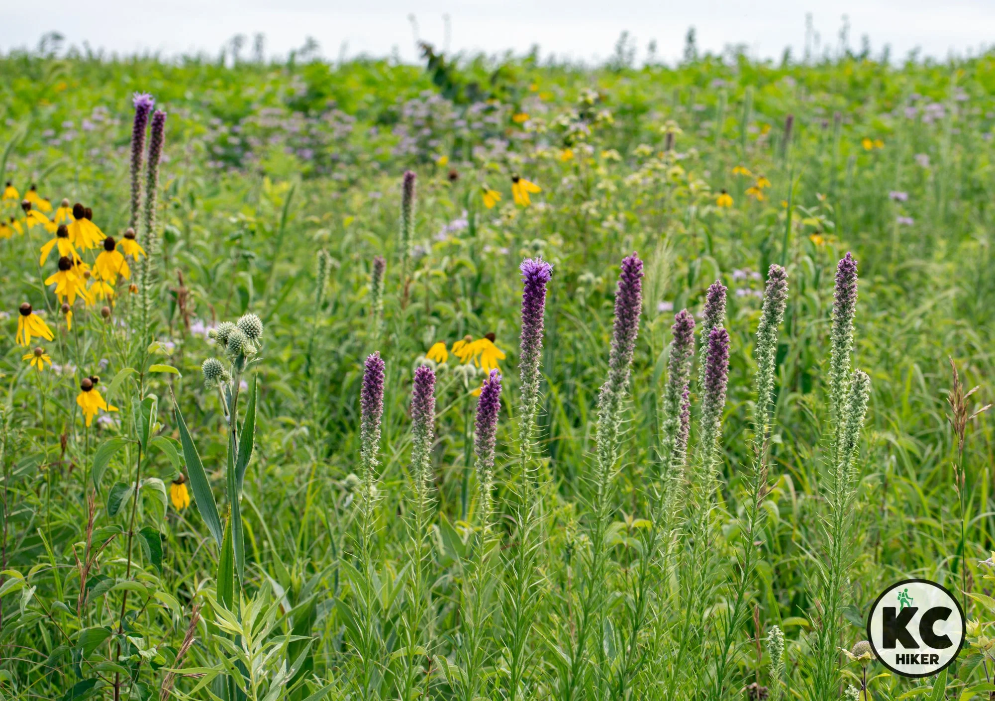 Pristine Prairie Hikes in Greater KC - KC Hiker