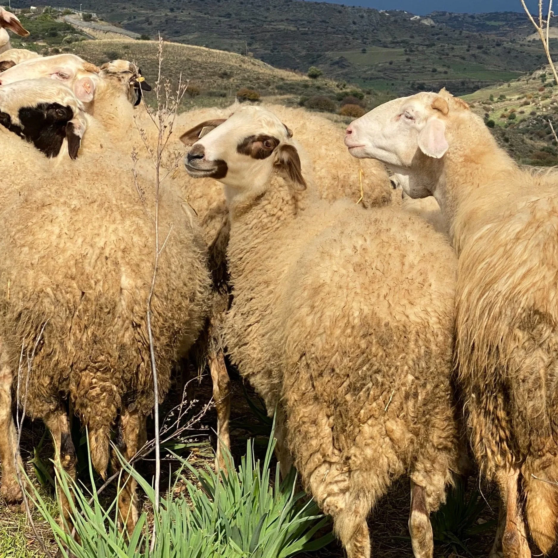 About — dani faith leonard