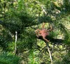 #DanPan Trivia: Which is Fake? Tree Octopus or Flying Snake? — Dancing ...