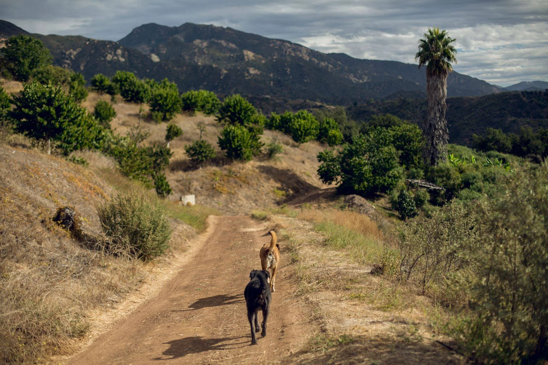 The Good Land — Good Land Organics