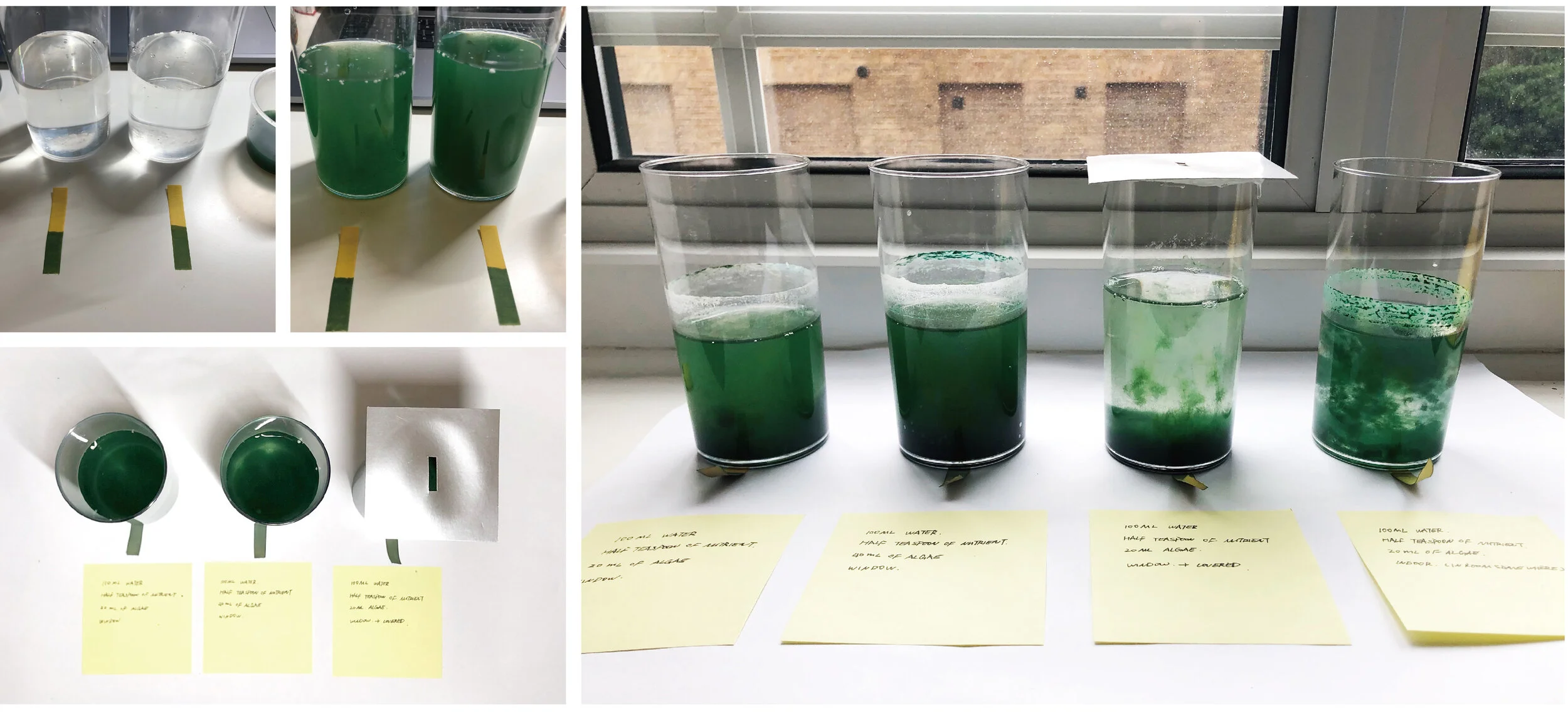 Hello! Algae! — Zhenjing Lang