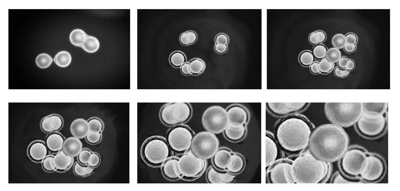 Cellular Senescence — Kelsey Davenport