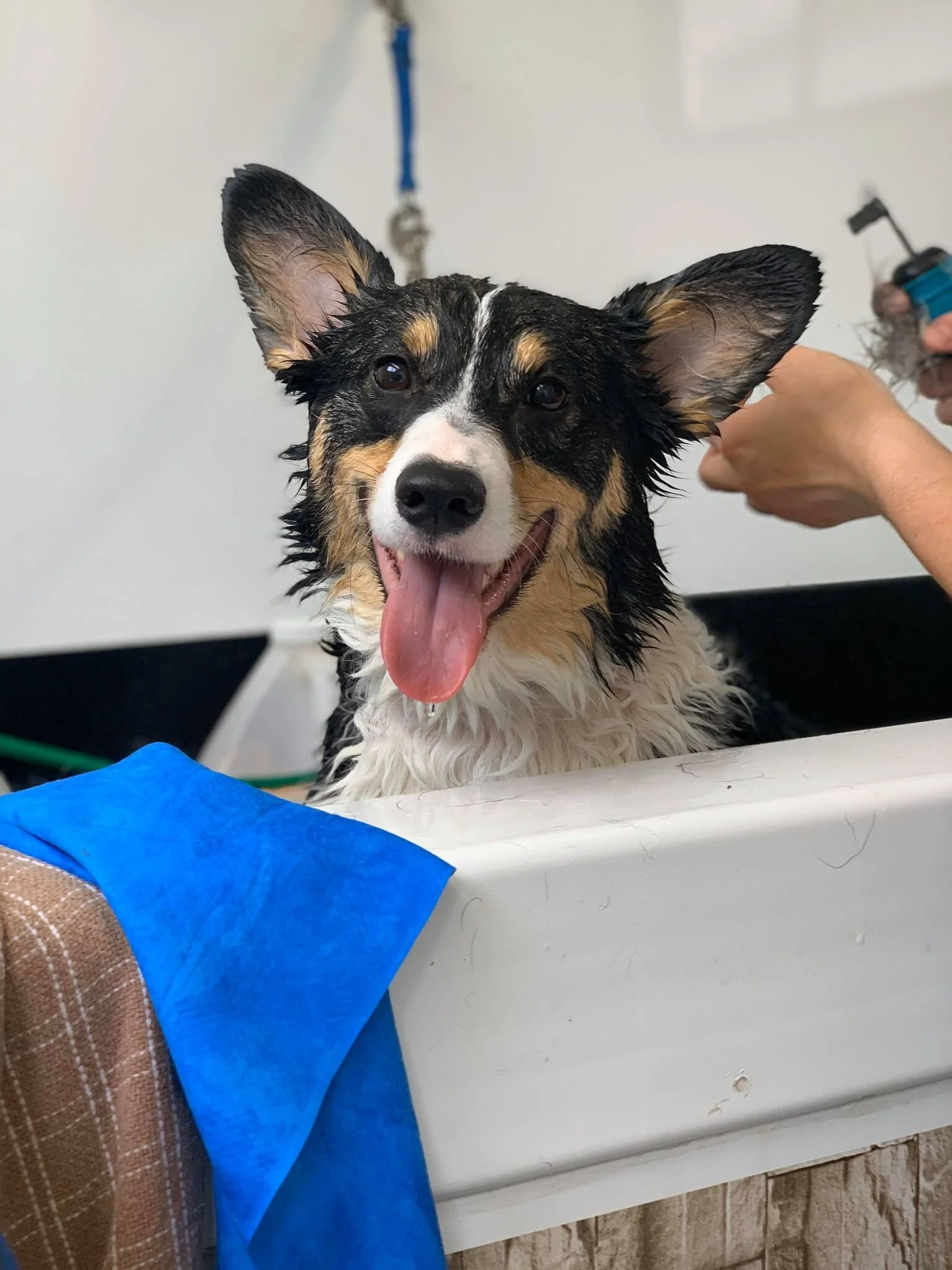 About — Ruff Riders Dog Grooming