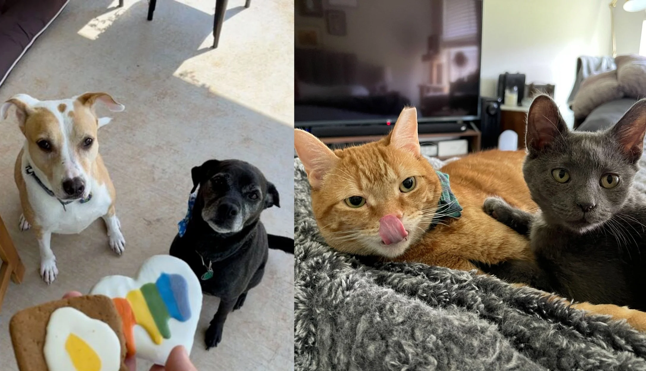 The Pets of Opera NexGen — Opera NexGen