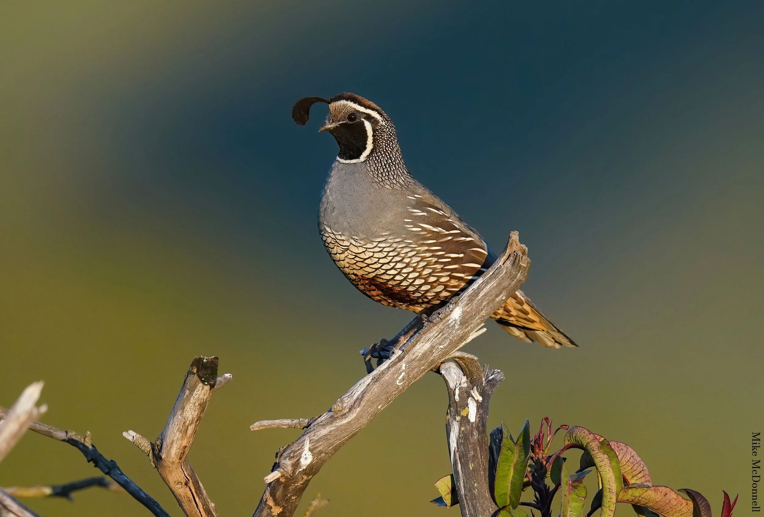 About The Santa Monica Mountains Fund — The Santa Monica Mountains Fund ...