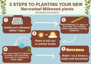 Milkweed — The Santa Monica Mountains Fund - Official NPS Partner