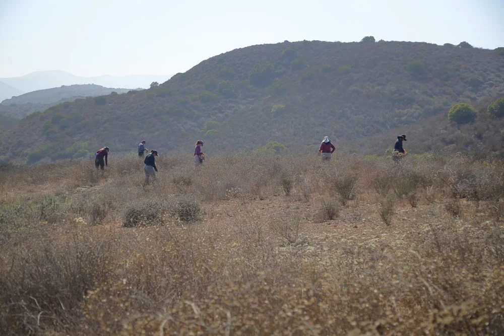 Native Seed — The Santa Monica Mountains Fund - Official NPS Partner