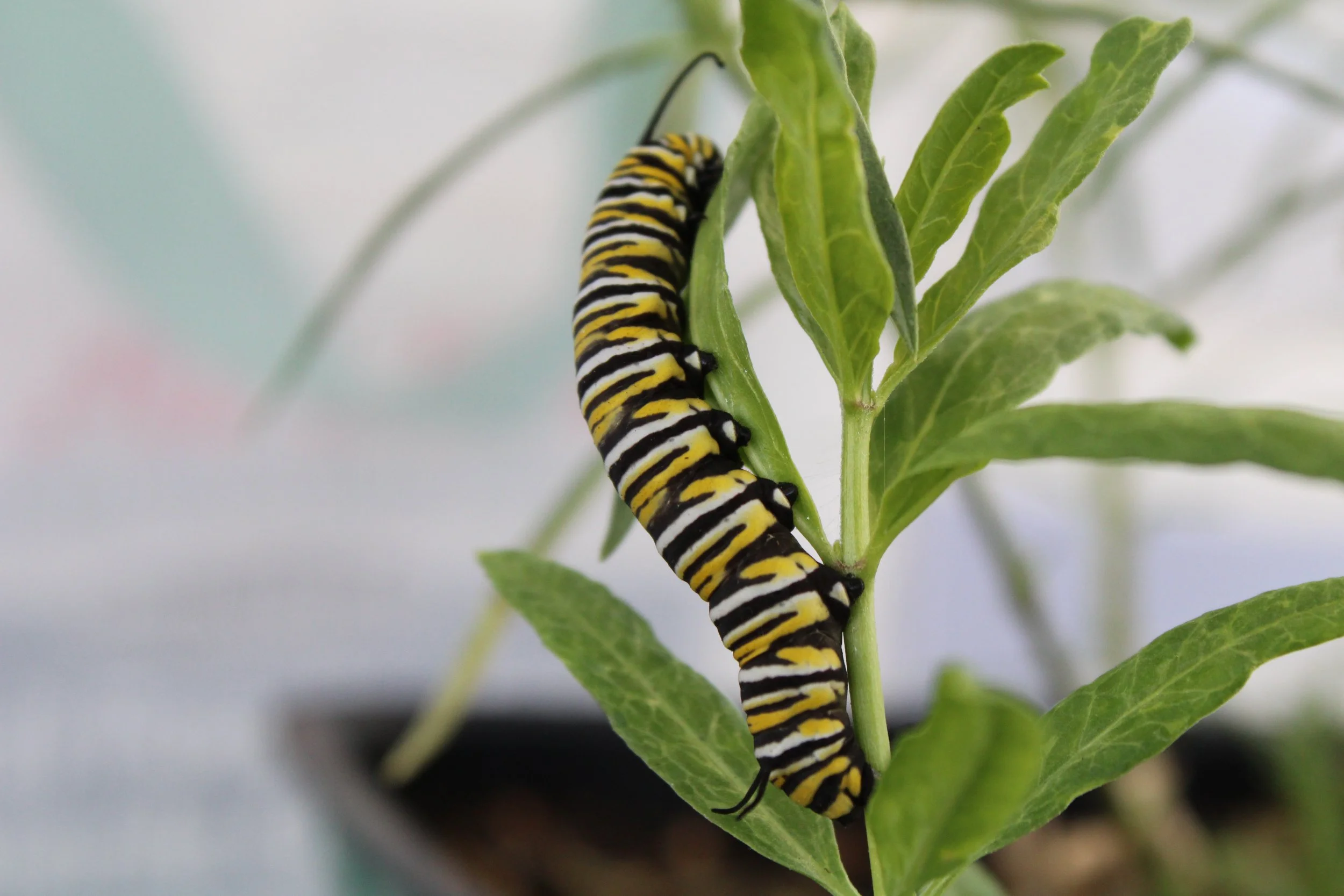 SAMO Fund California Naturalist Certification Program — The Santa ...