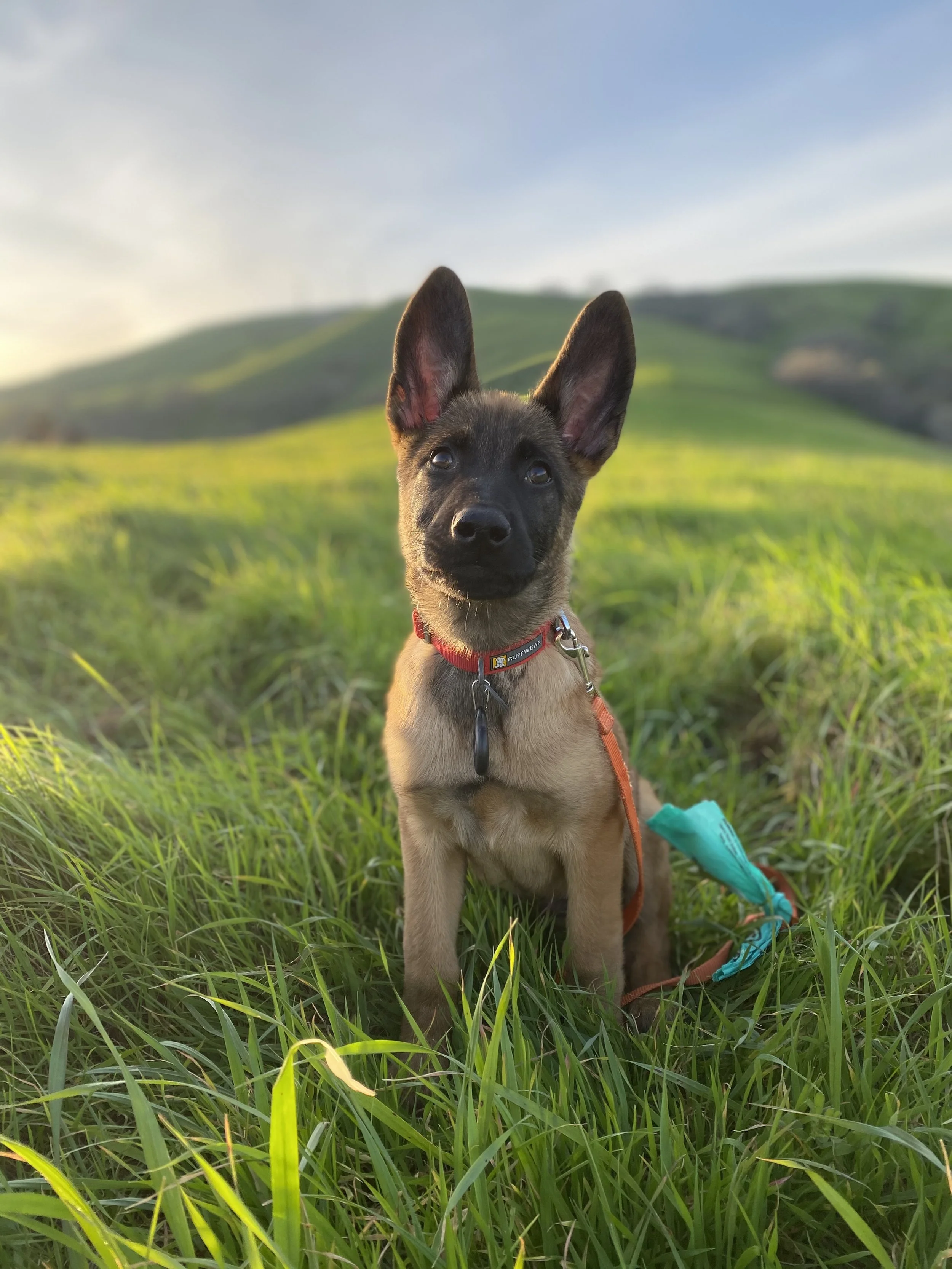 About us - — Dogpile Dogs