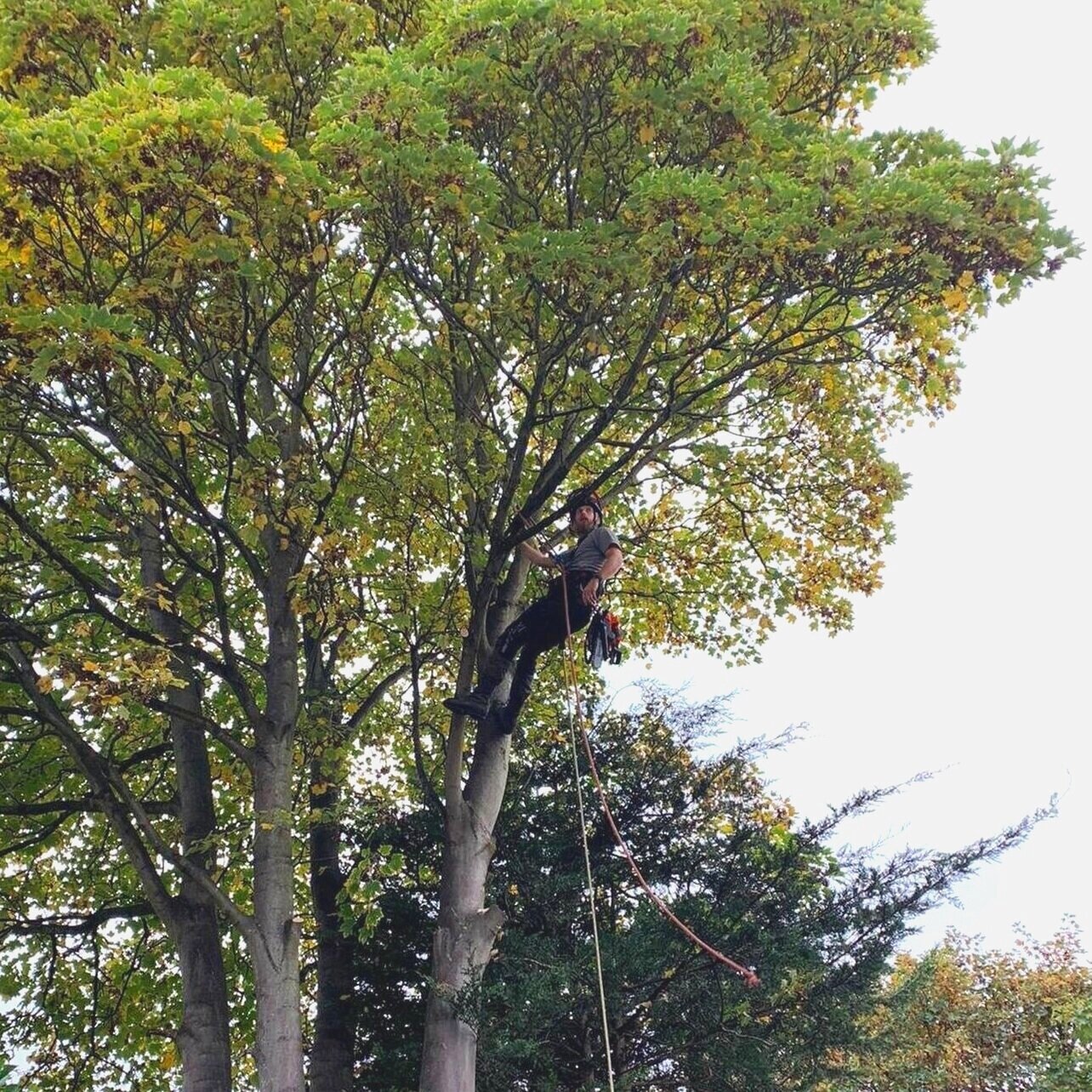 Wood Fellers - Tree Surgeon and Garden Service