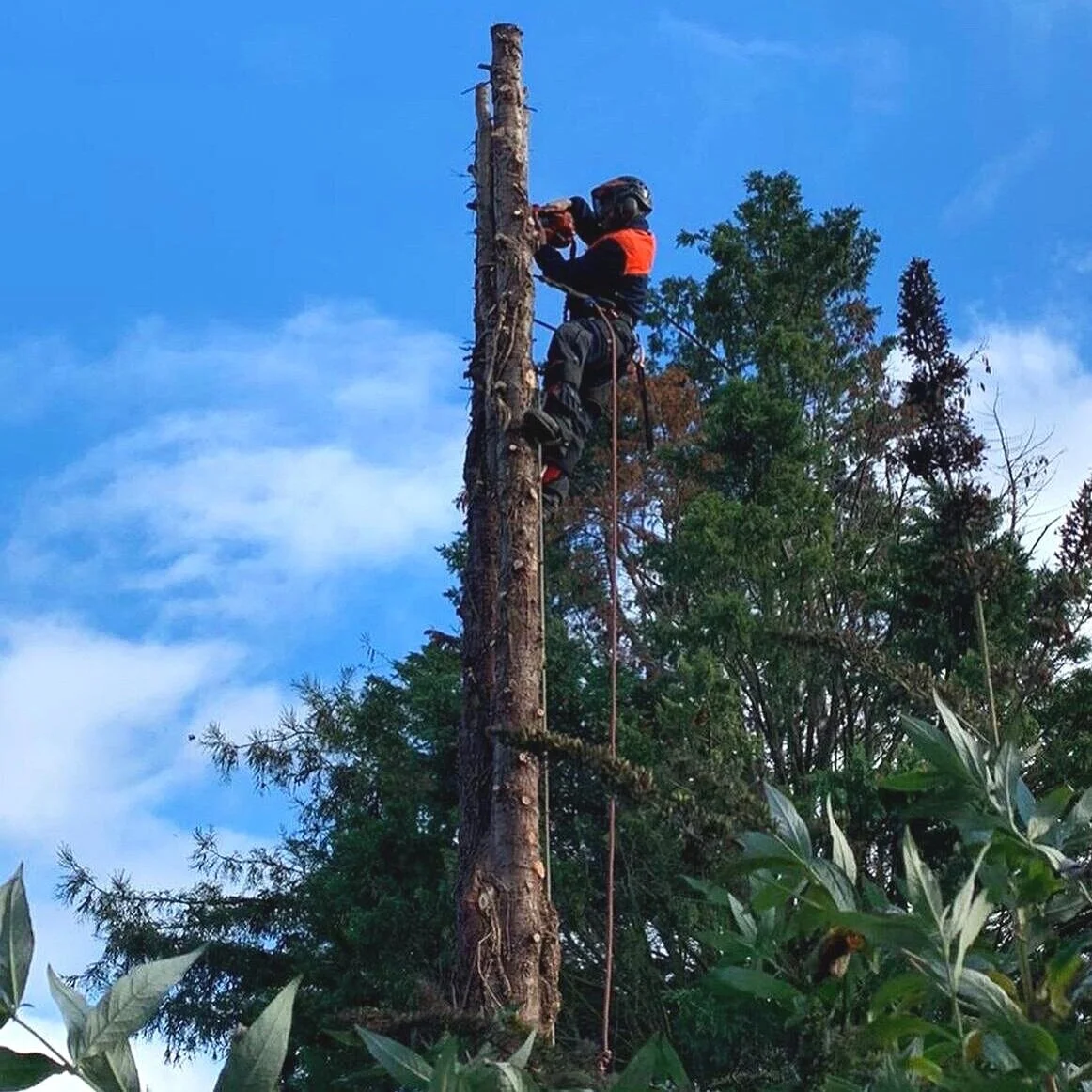 Wood Fellers - Tree Surgeon and Garden Service