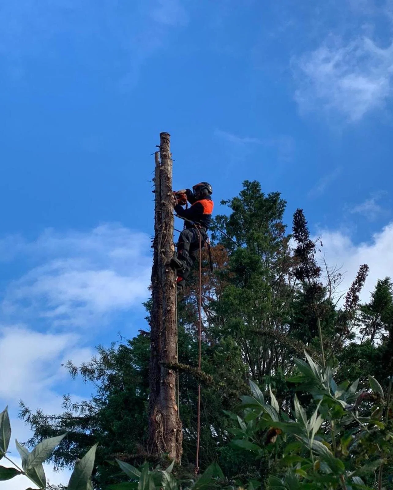 Wood Fellers - Tree Surgeon and Garden Service