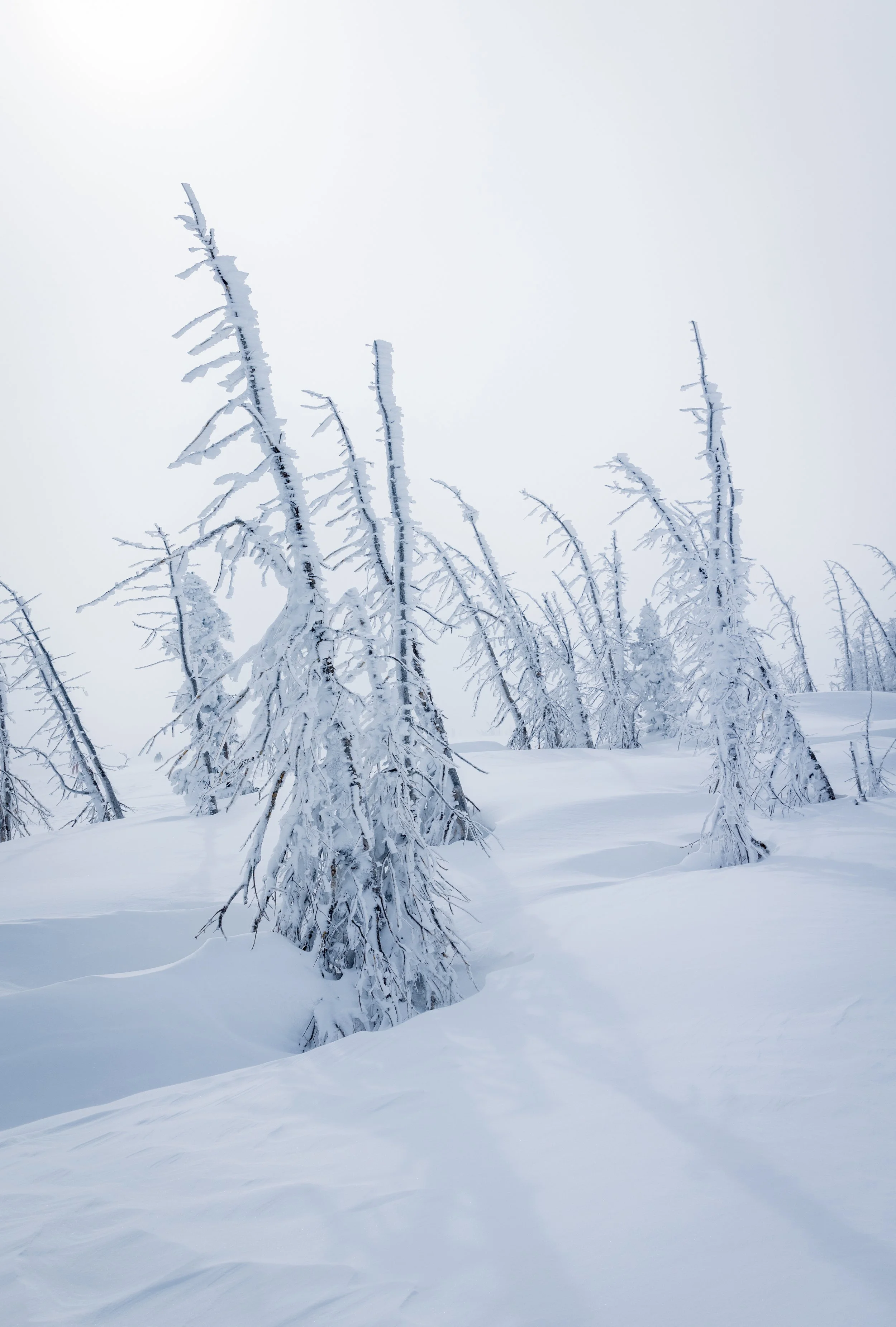 Everything to know about Wolf Creek Ski Resort, A complete Guide — The ...