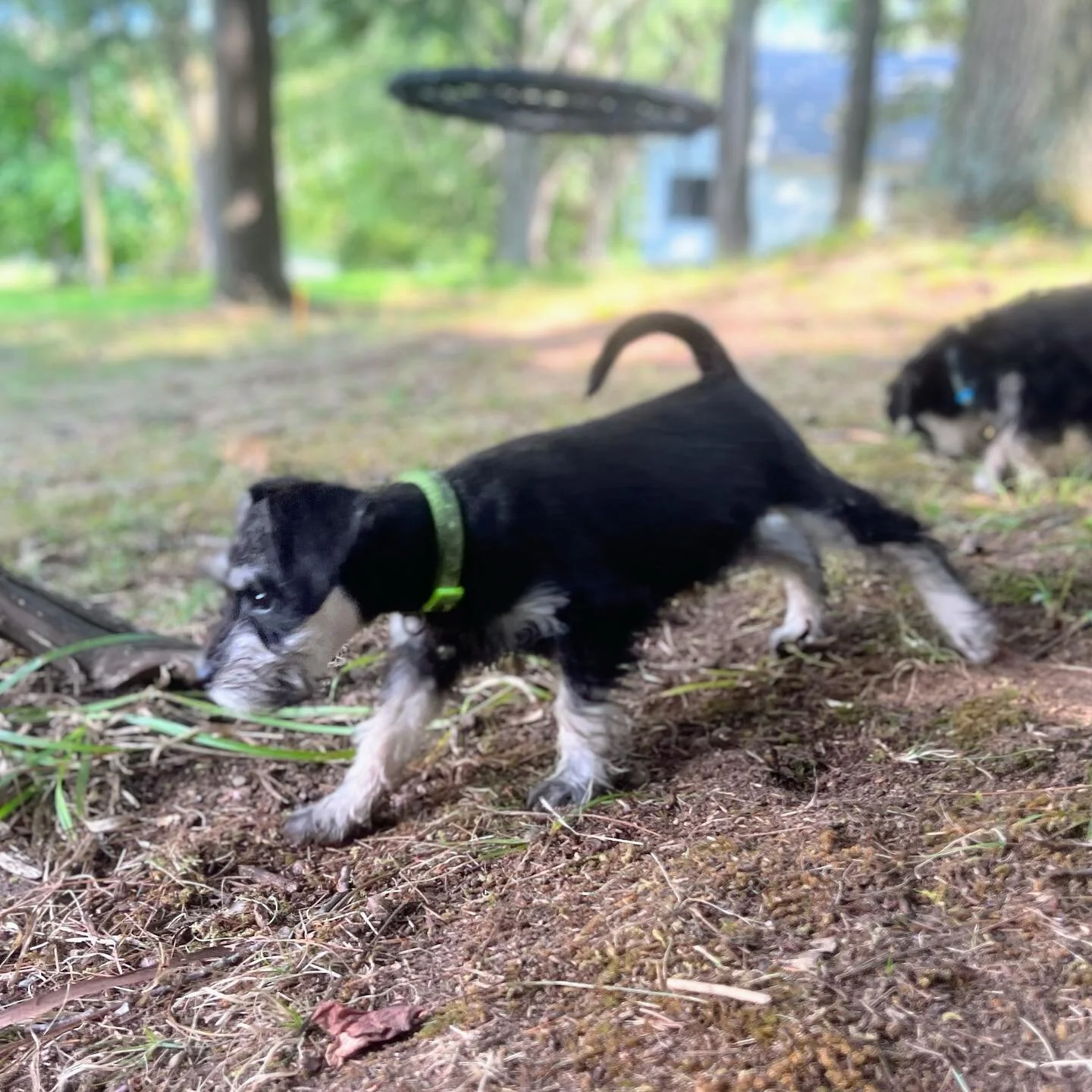 Green Family Companion Miniature Schnauzers