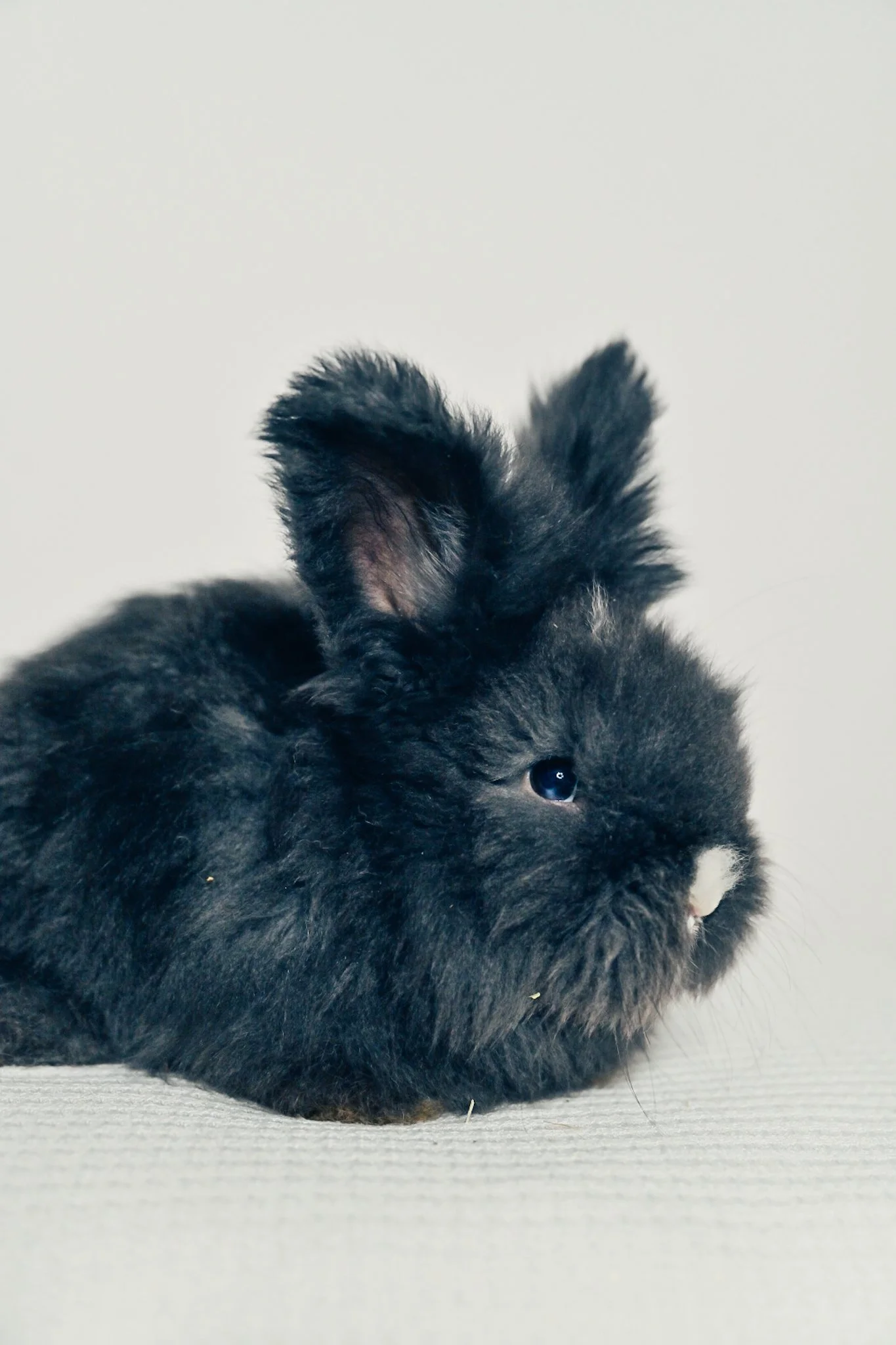 Full Face English Angoras — Huggable Bunnies