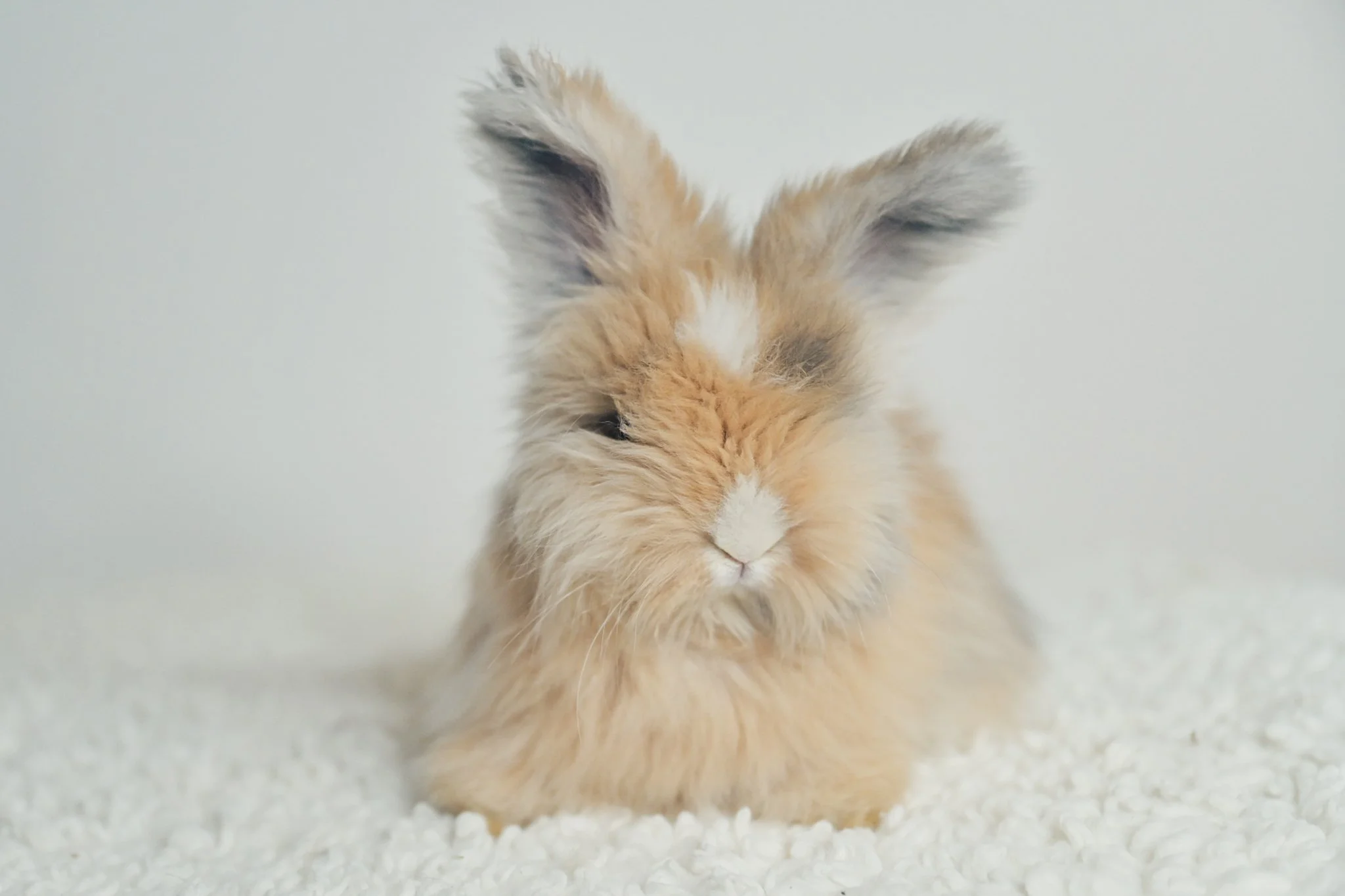 Full Face English Angoras — Huggable Bunnies