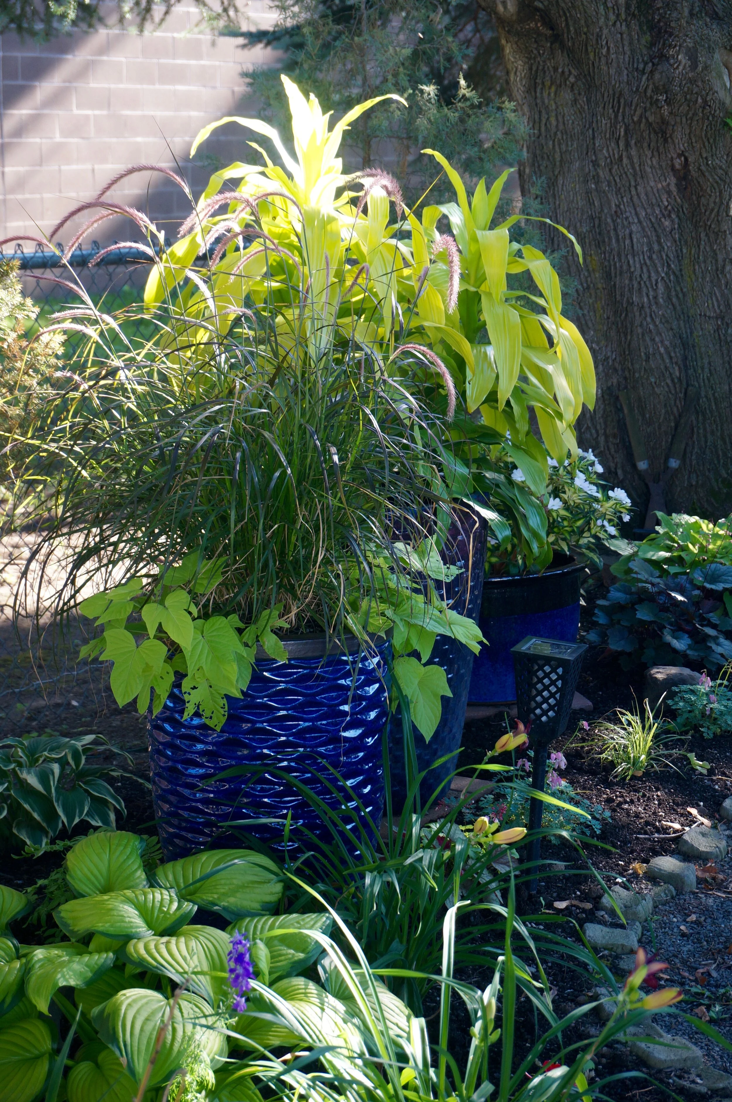 Gardening In Impossible Spots: How To Deal With Dry Rooty Soil ...