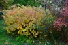 Save the last dance for me: 5 Shrubs with staying power — Gardening ...